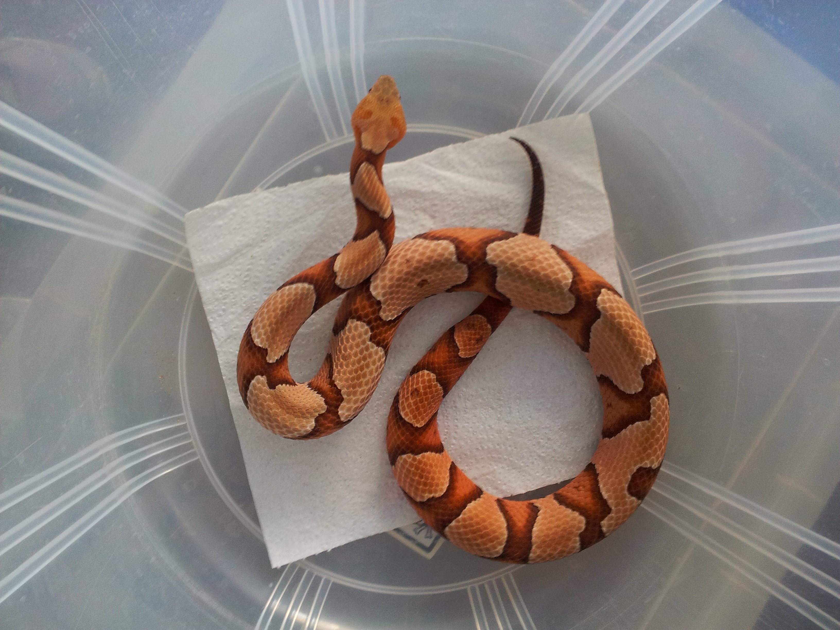 A Fat Bam Bam Southern Copperhead | Tarantula Forum