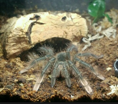A fresh T.stirmi. | Tarantula Forum