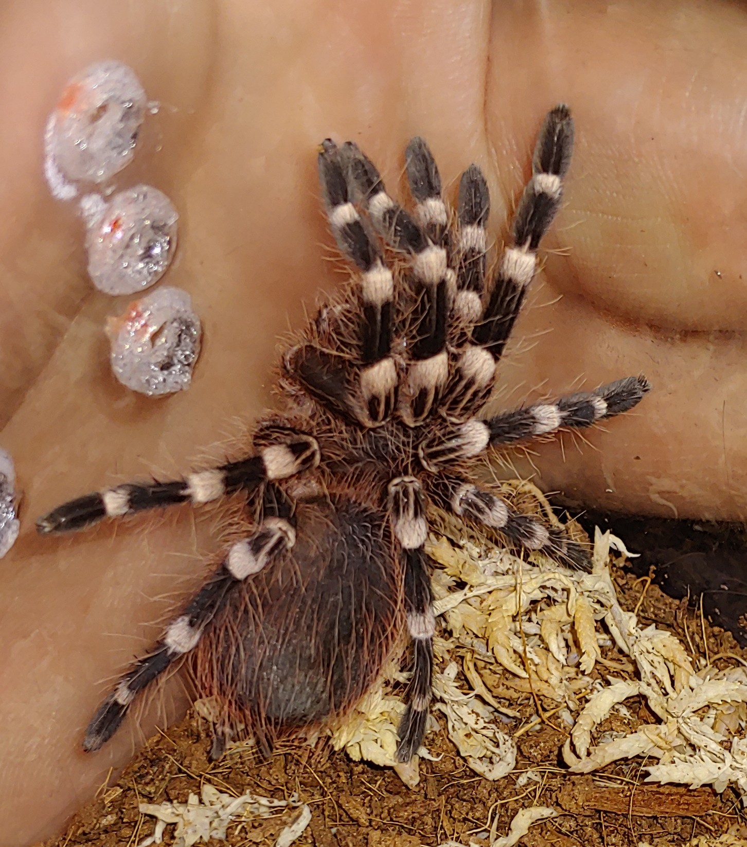 A.genic(Brock) | Tarantula Forum