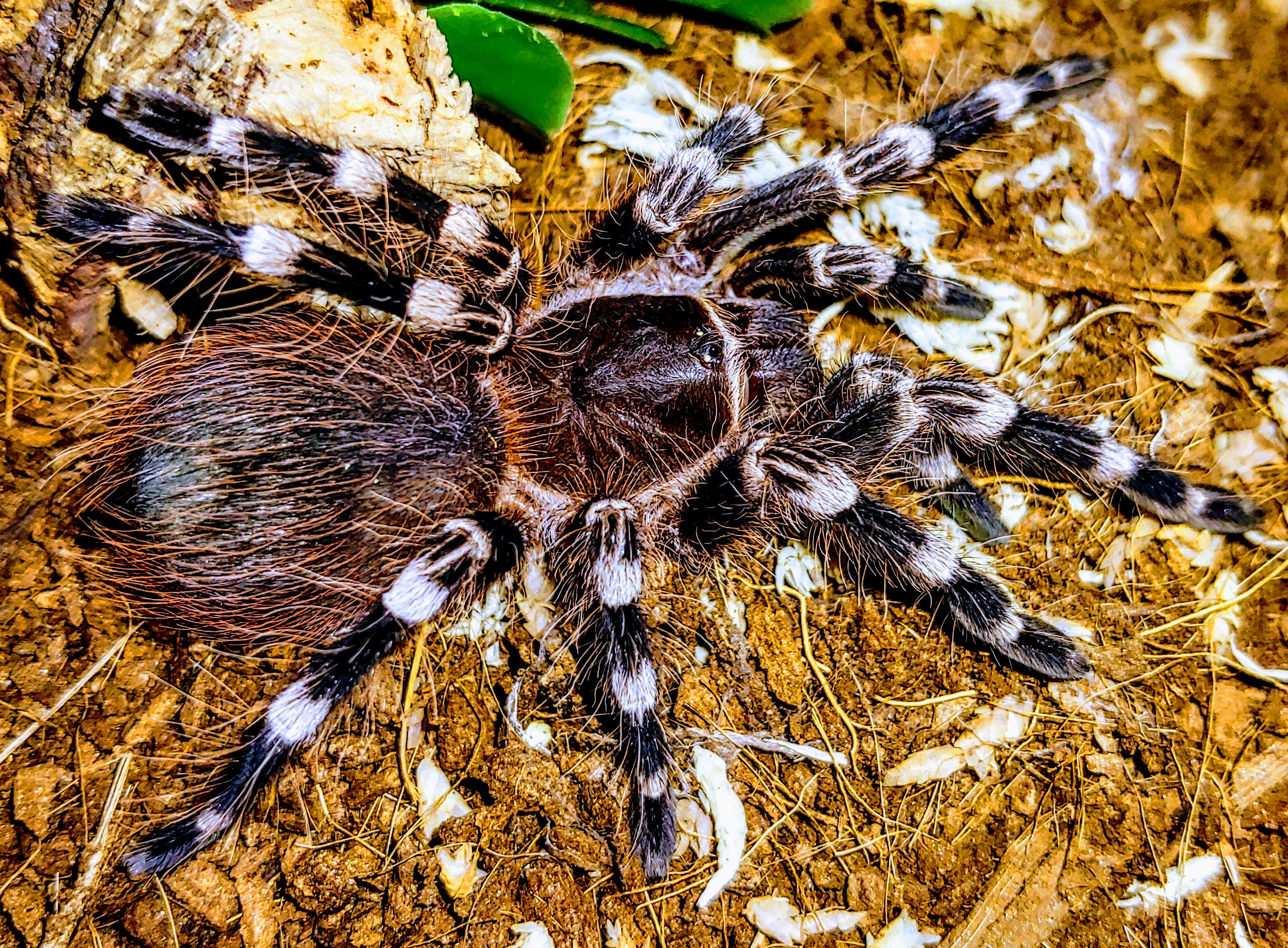 A.genic(Brock) | Tarantula Forum