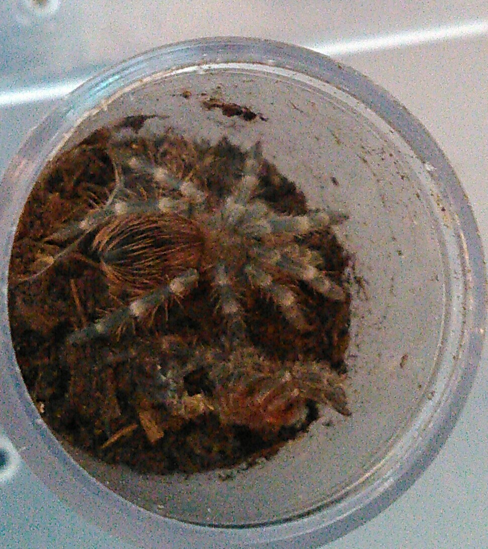 A.genic freshly molted | Tarantula Forum