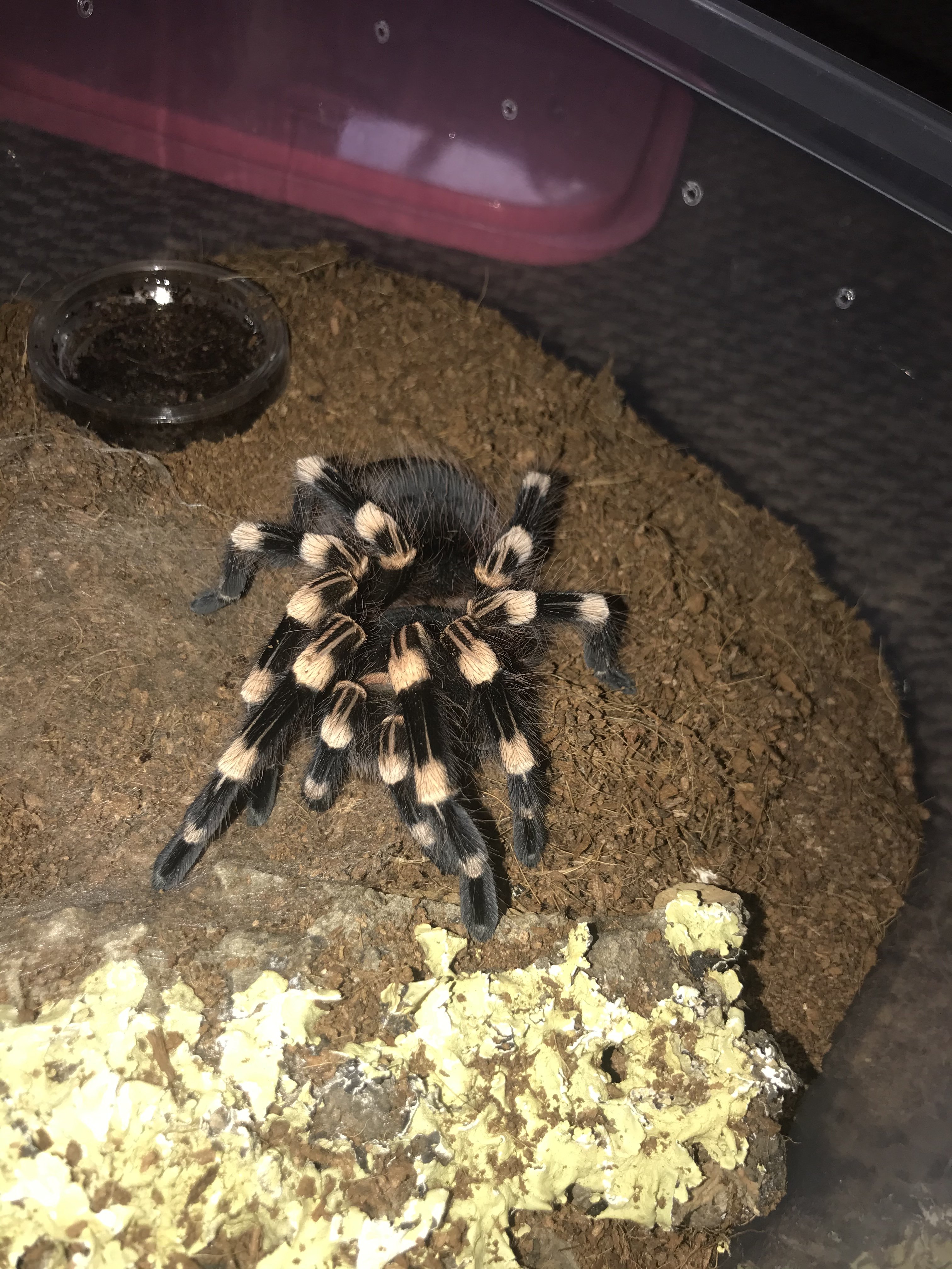 A. Genic | Tarantula Forum