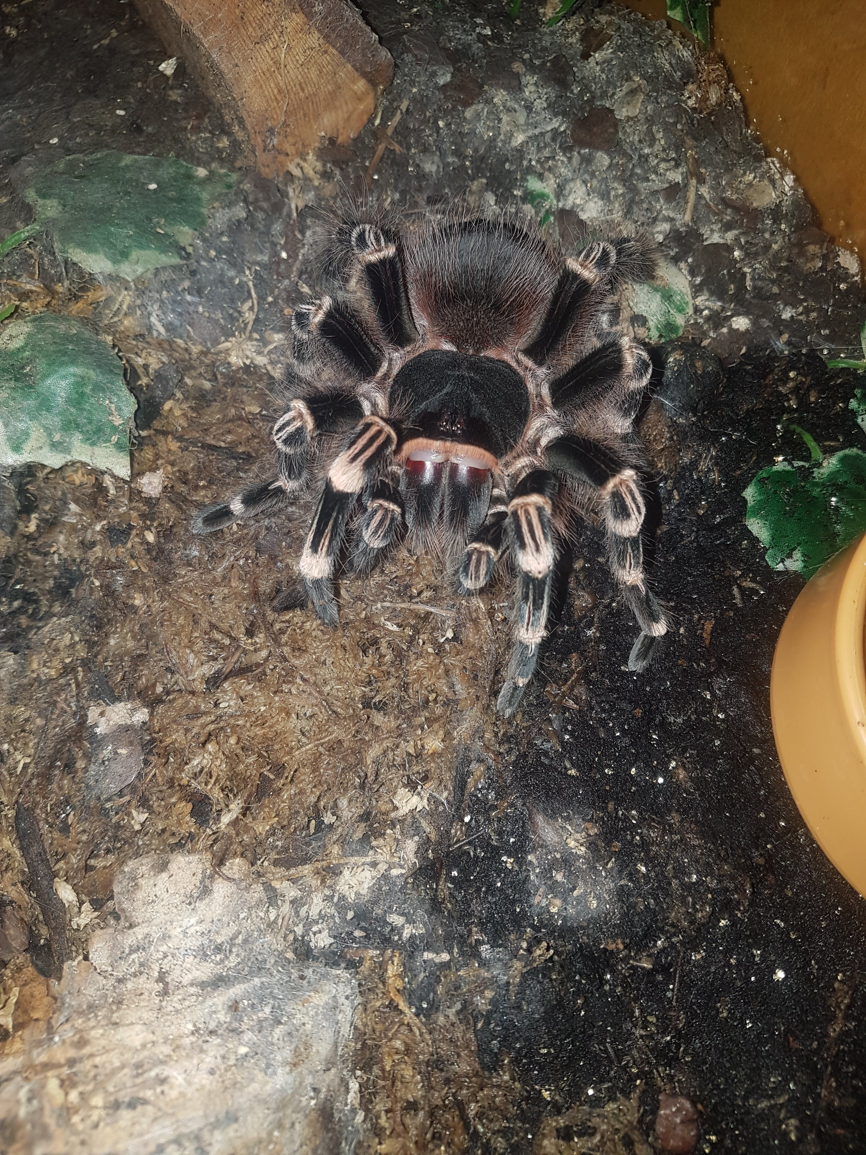 A.geniculata | Tarantula Forum
