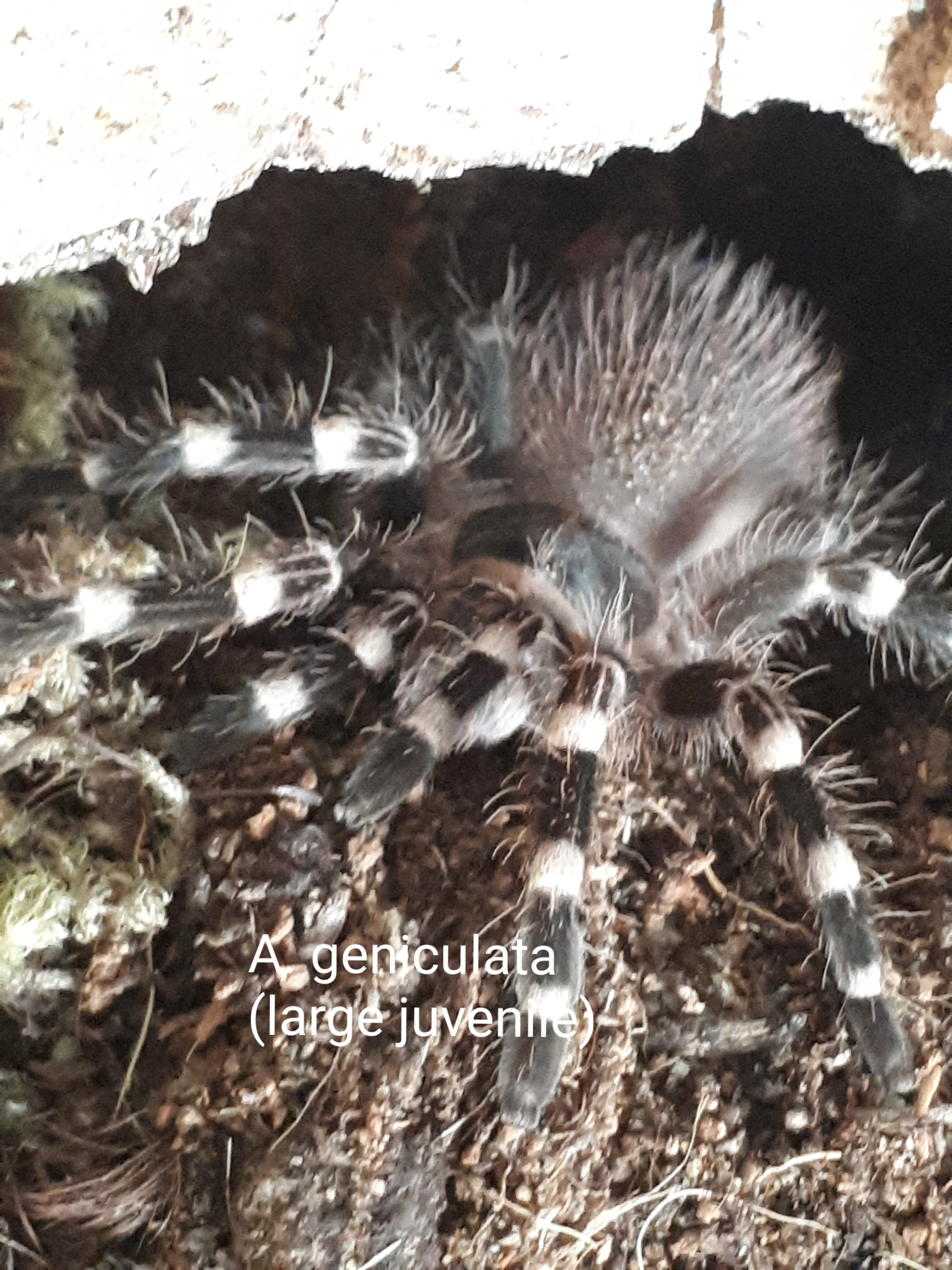A. geniculata | Tarantula Forum