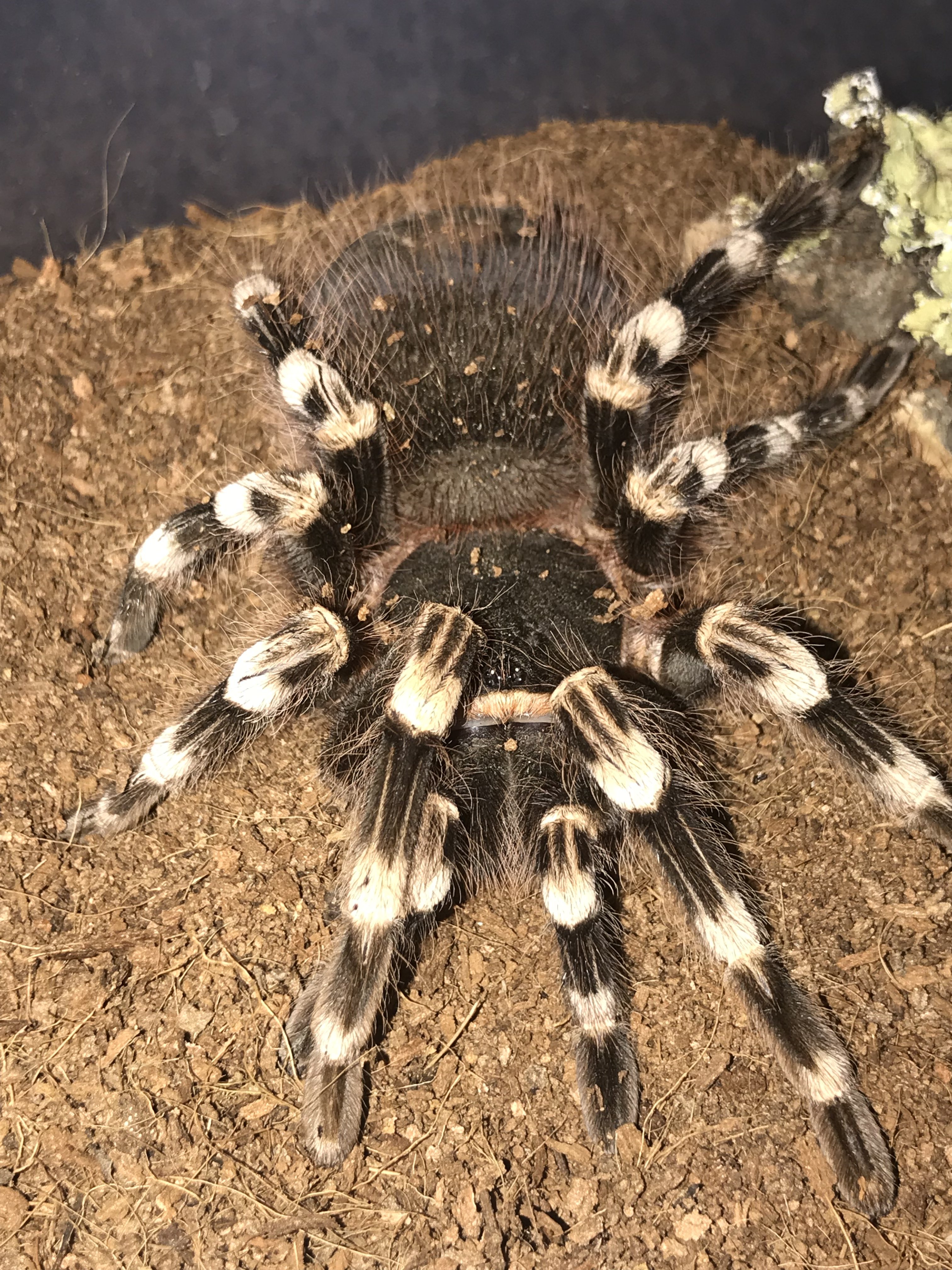 A. Geniculata | Tarantula Forum