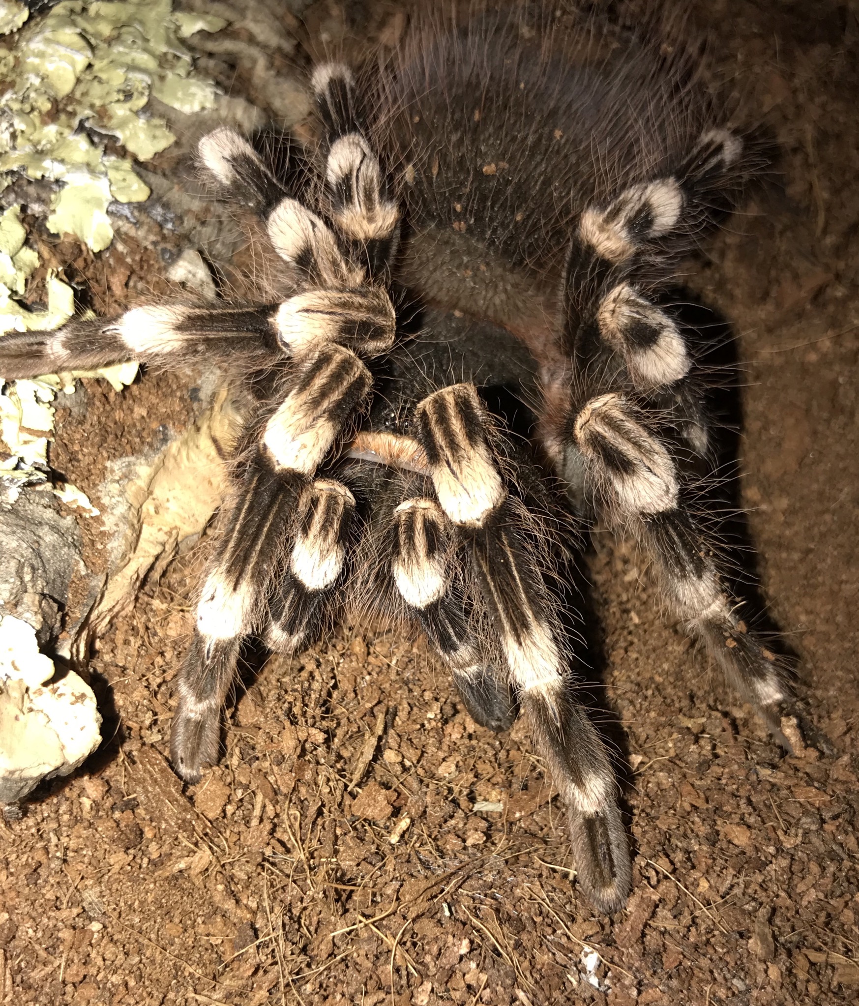 A. Geniculata | Tarantula Forum
