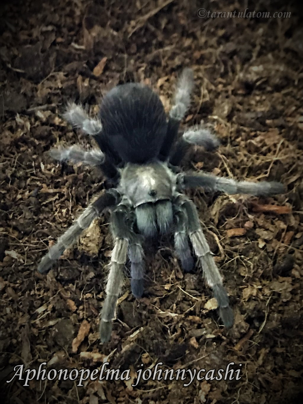 A. johnnycashi | Tarantula Forum