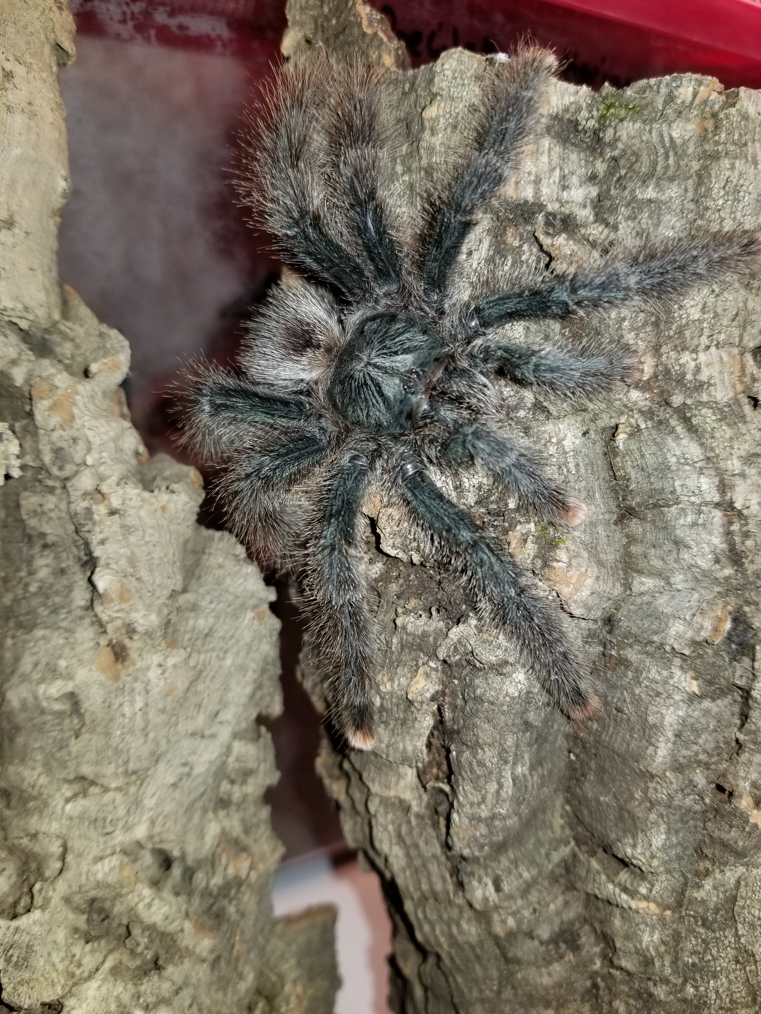 A. metallica | Tarantula Forum