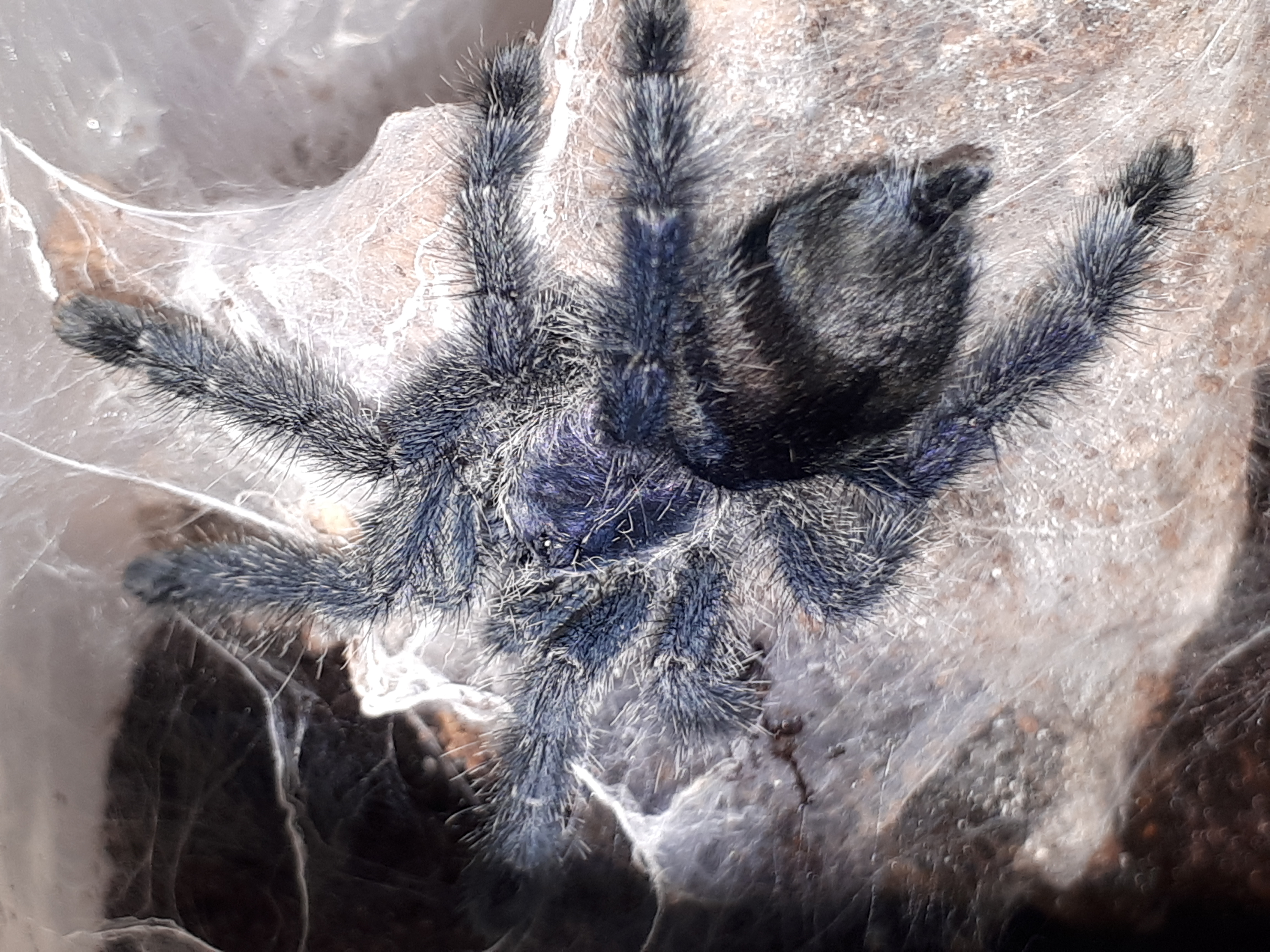 A. purpurea (large sling) | Tarantula Forum
