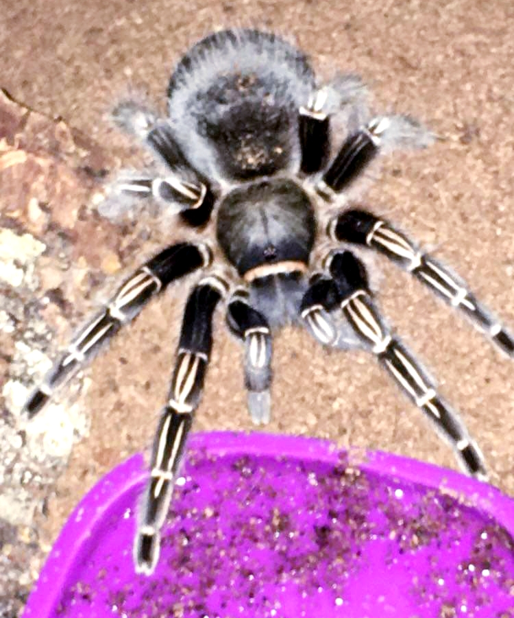 A. seemani (Adult Female) | Tarantula Forum