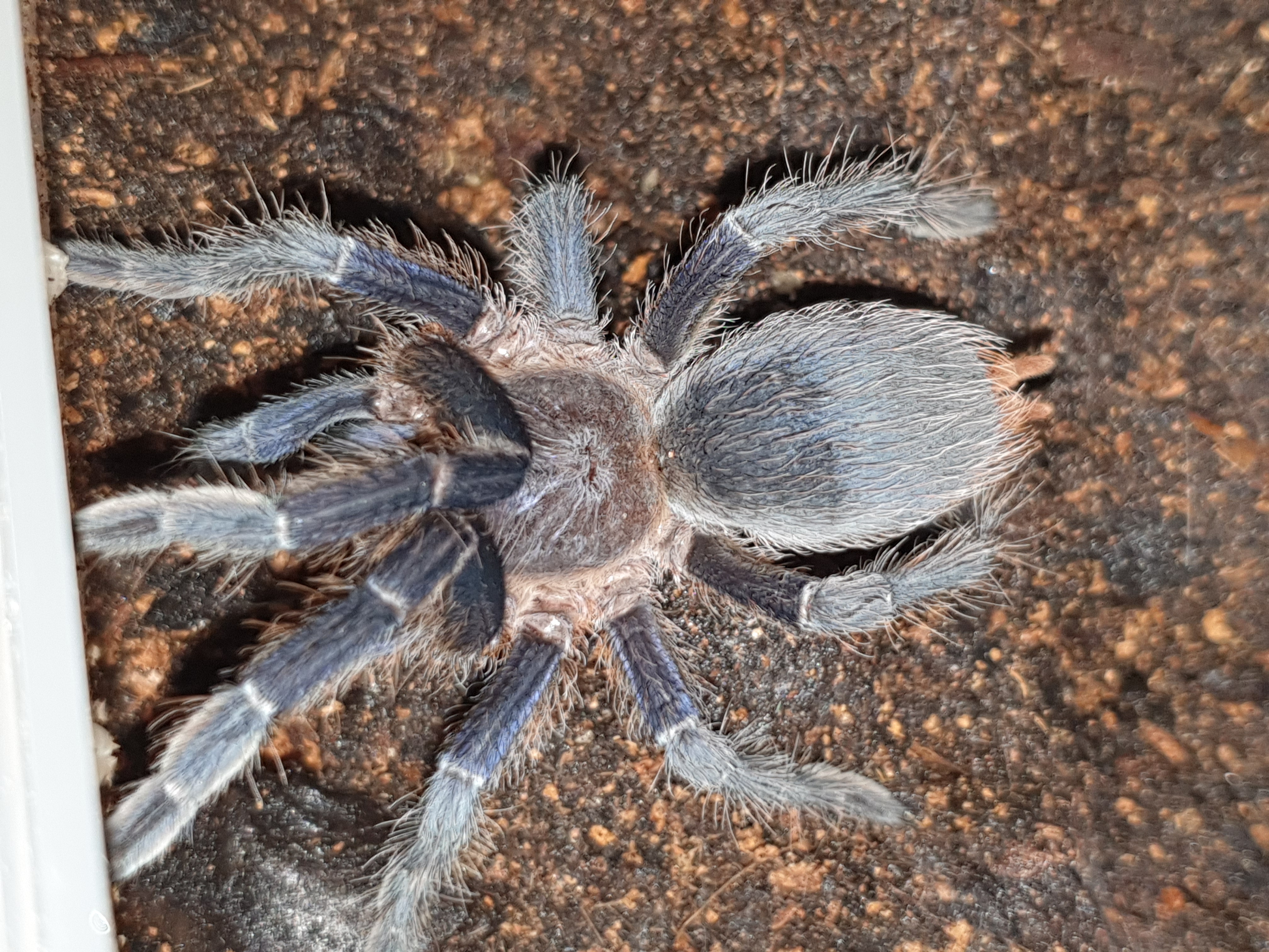 A seemanni (blue) | Tarantula Forum
