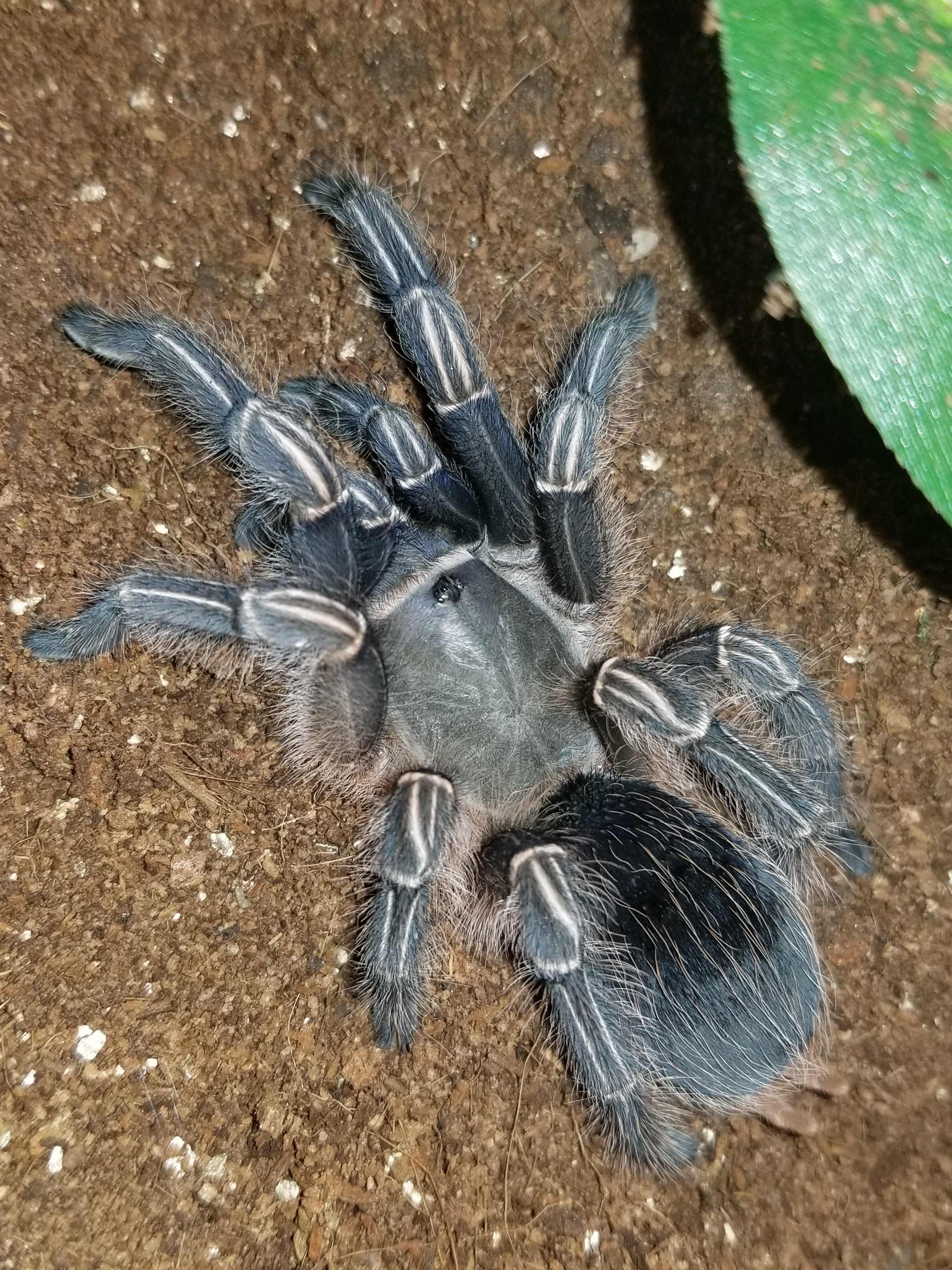 A. seemanni female | Tarantula Forum