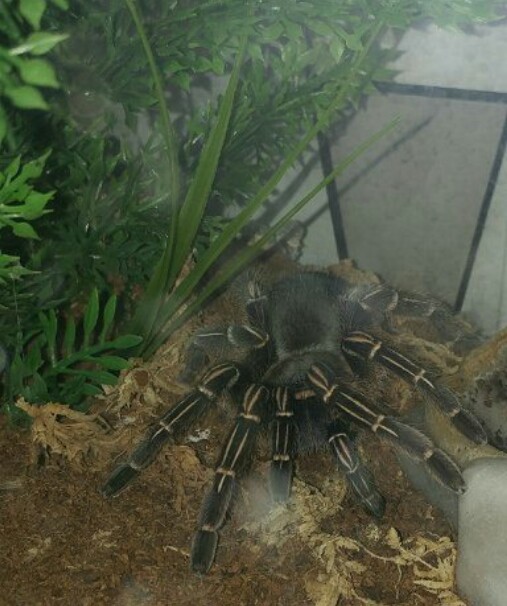 A.seemanni | Tarantula Forum