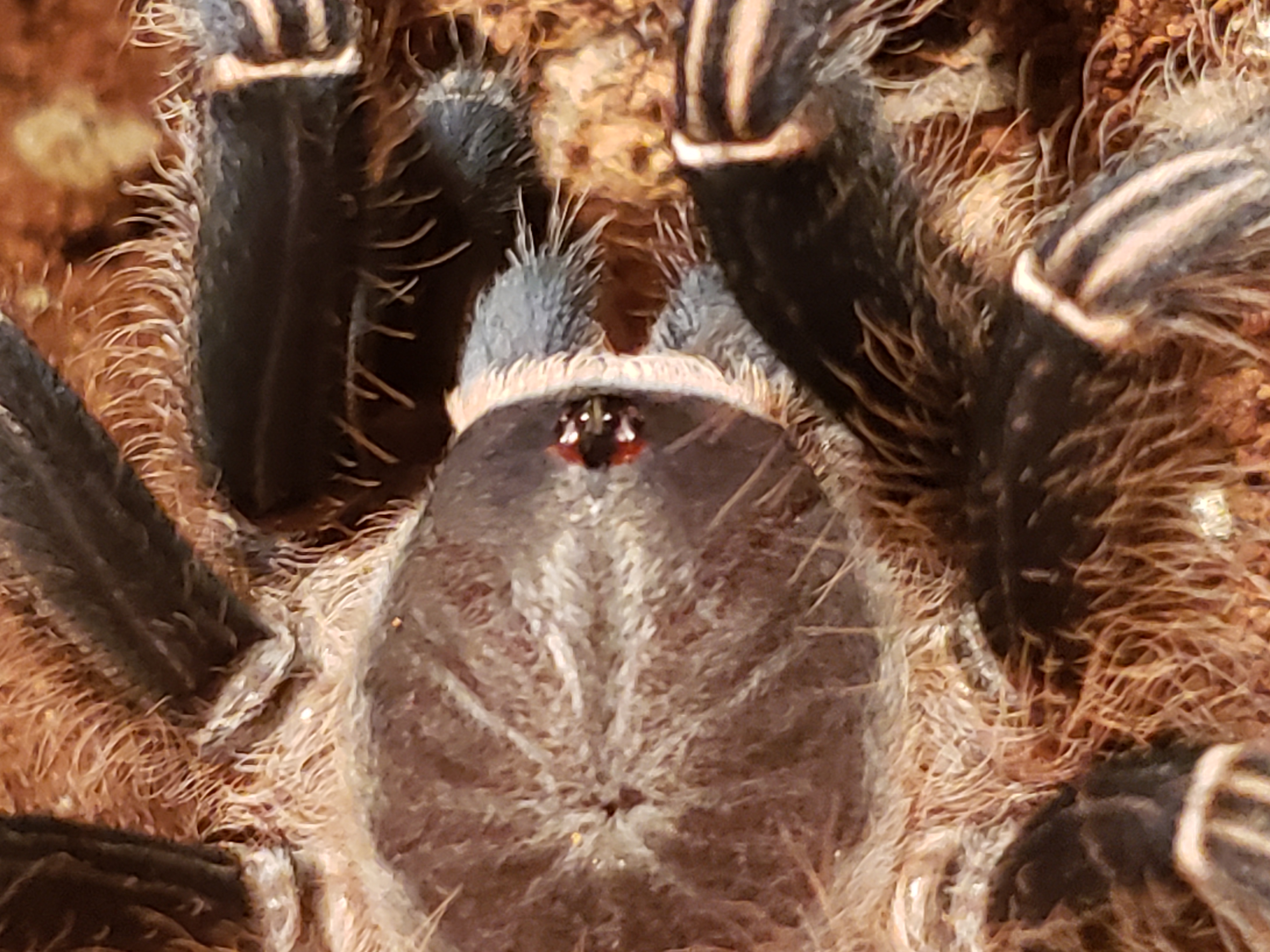 A. seemanni | Tarantula Forum