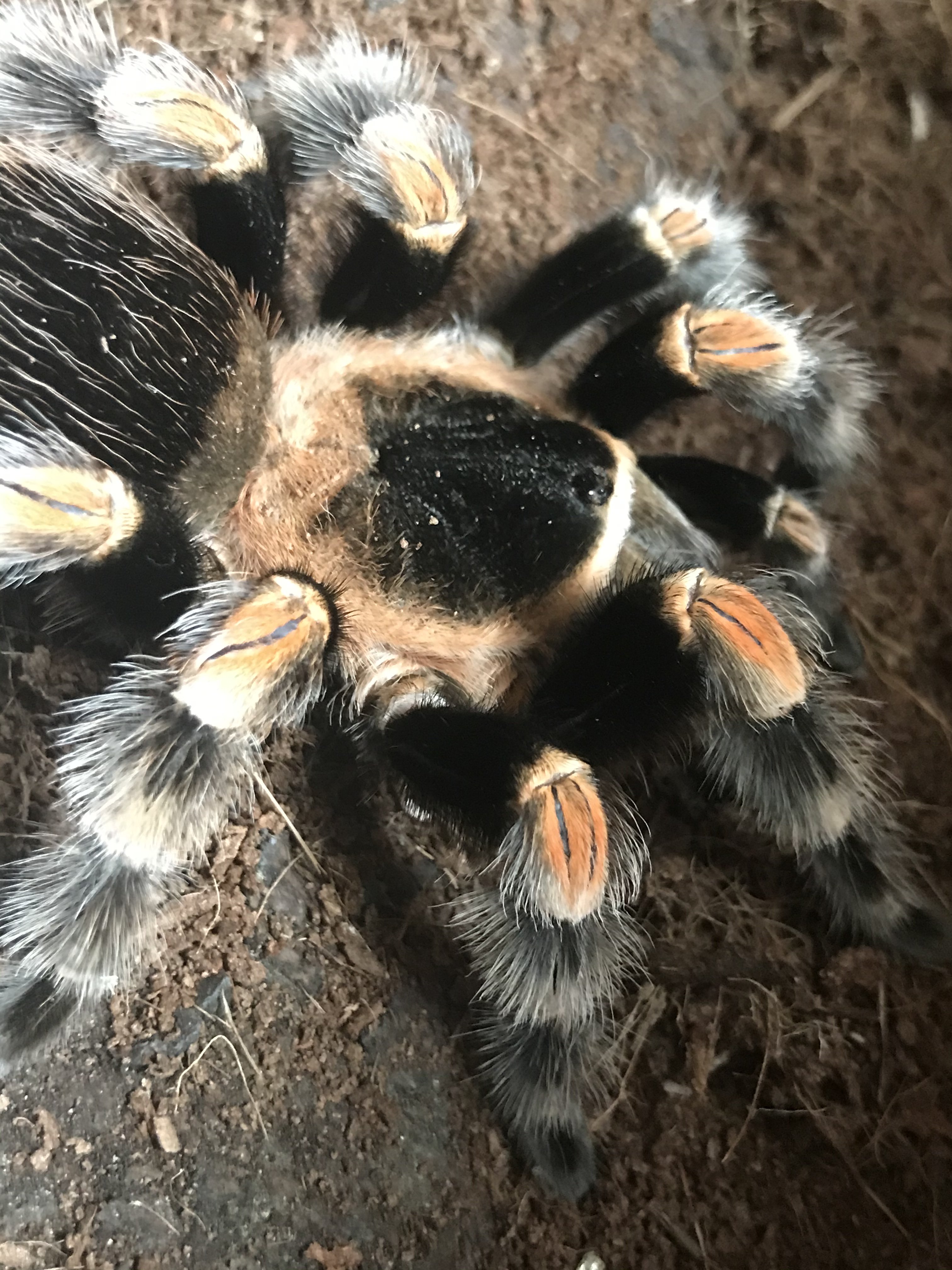 AF Hamorii | Tarantula Forum