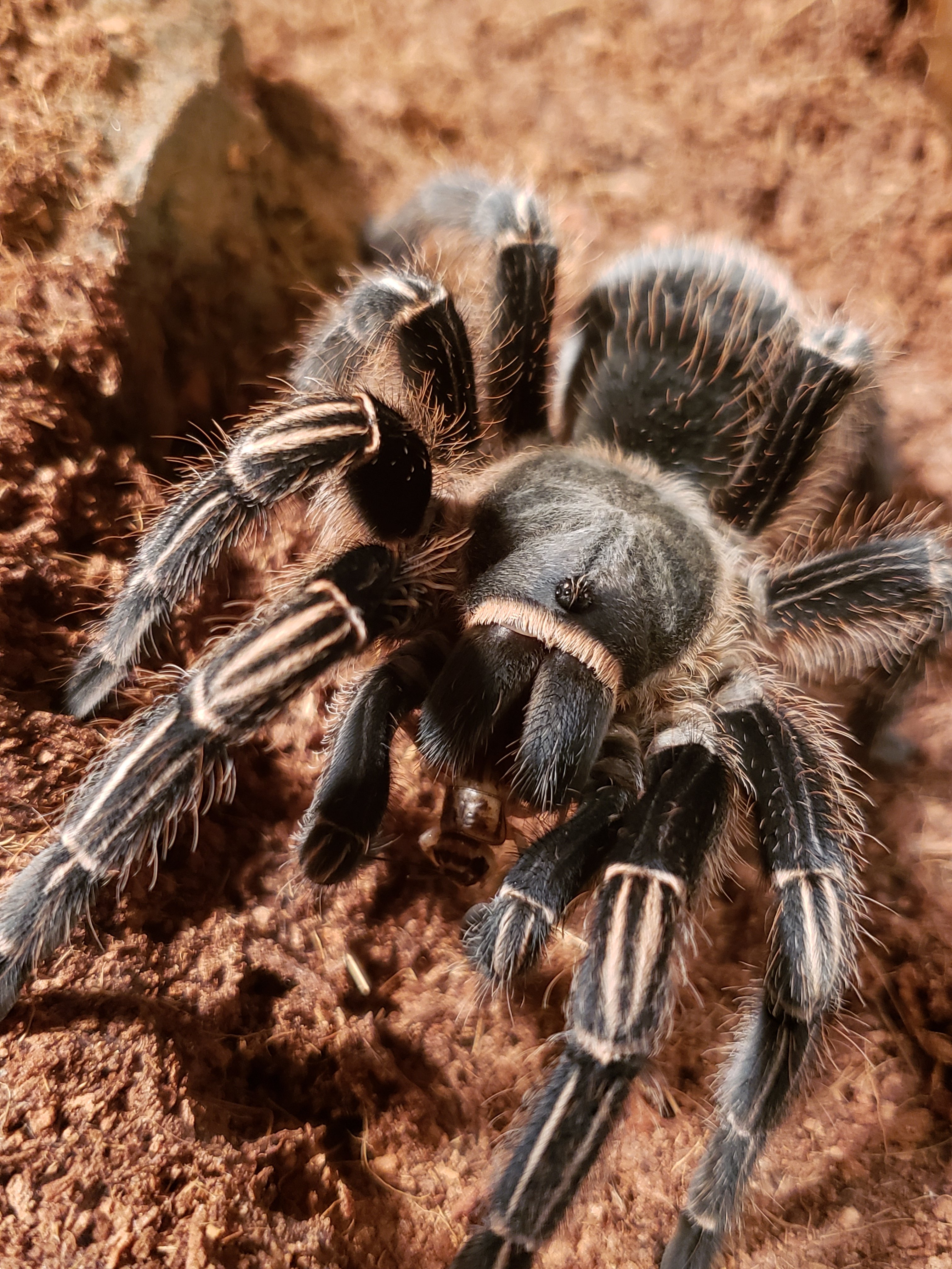 Alphonopelma seemanni | Tarantula Forum