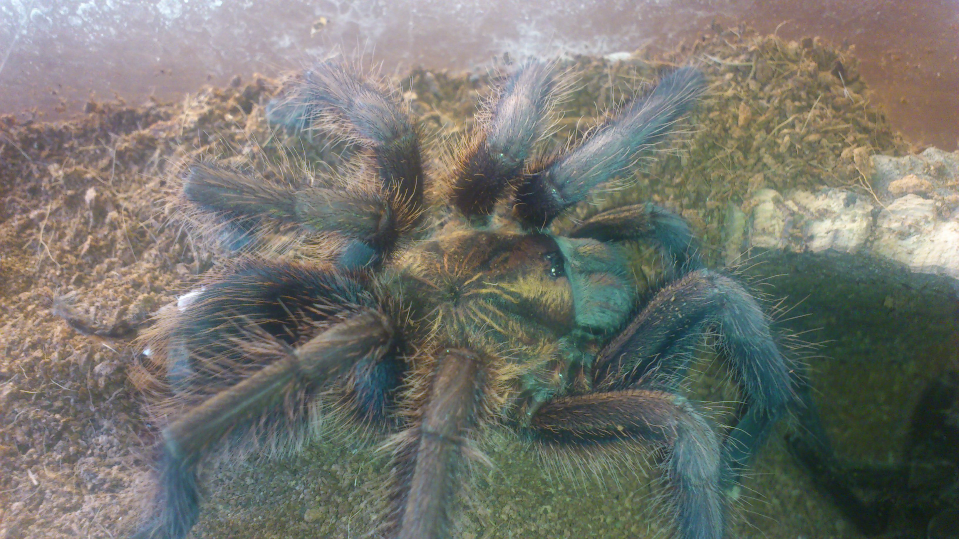 Ambato.....P cancerides | Tarantula Forum