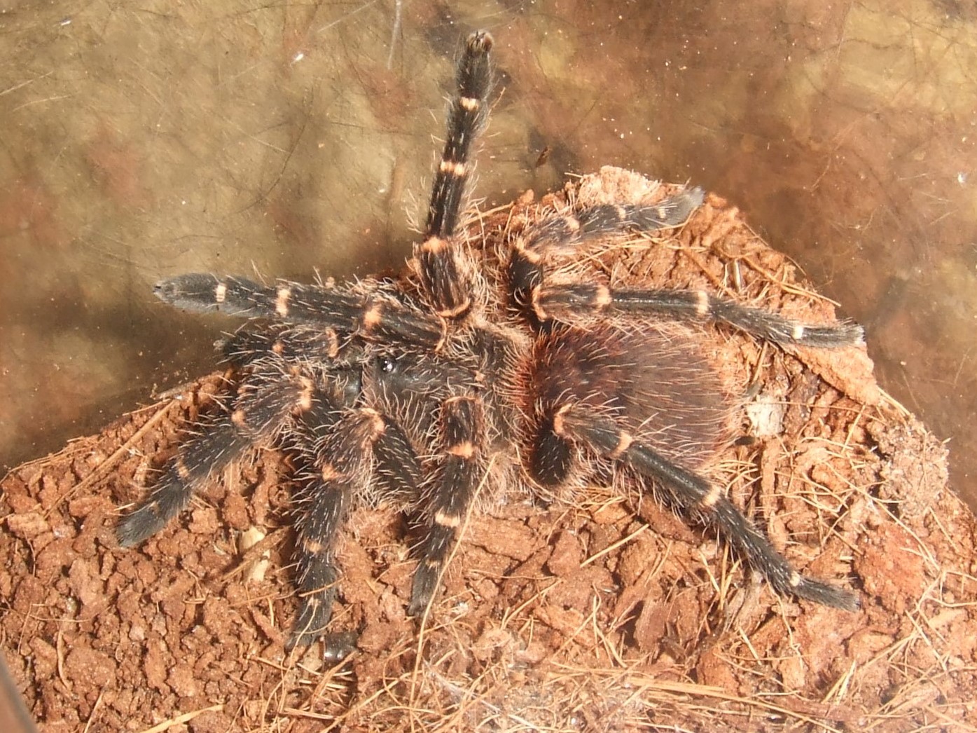 Ami sp Panama - Palma | Tarantula Forum