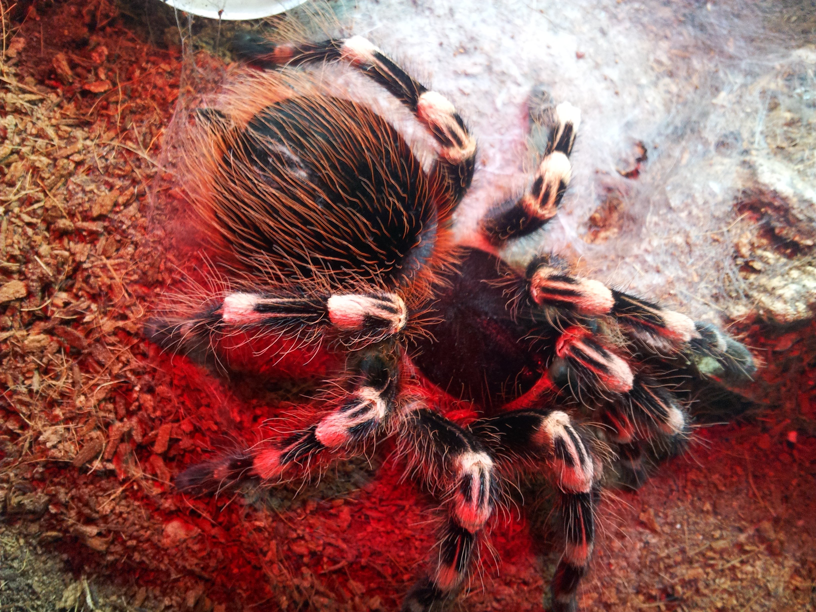 Angel Fingers...... F A geniculata | Tarantula Forum