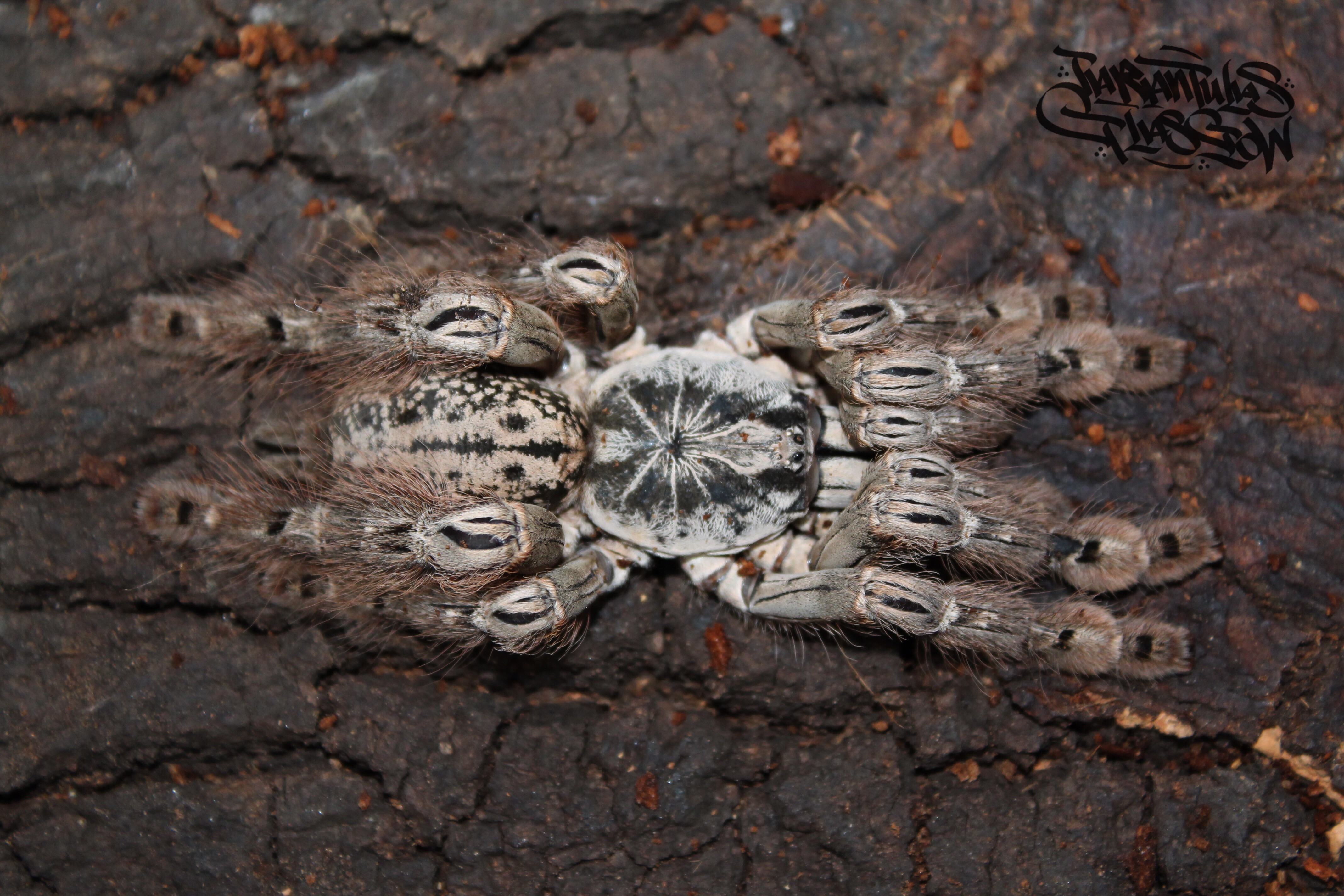 Angry Snowflake | Tarantula Forum