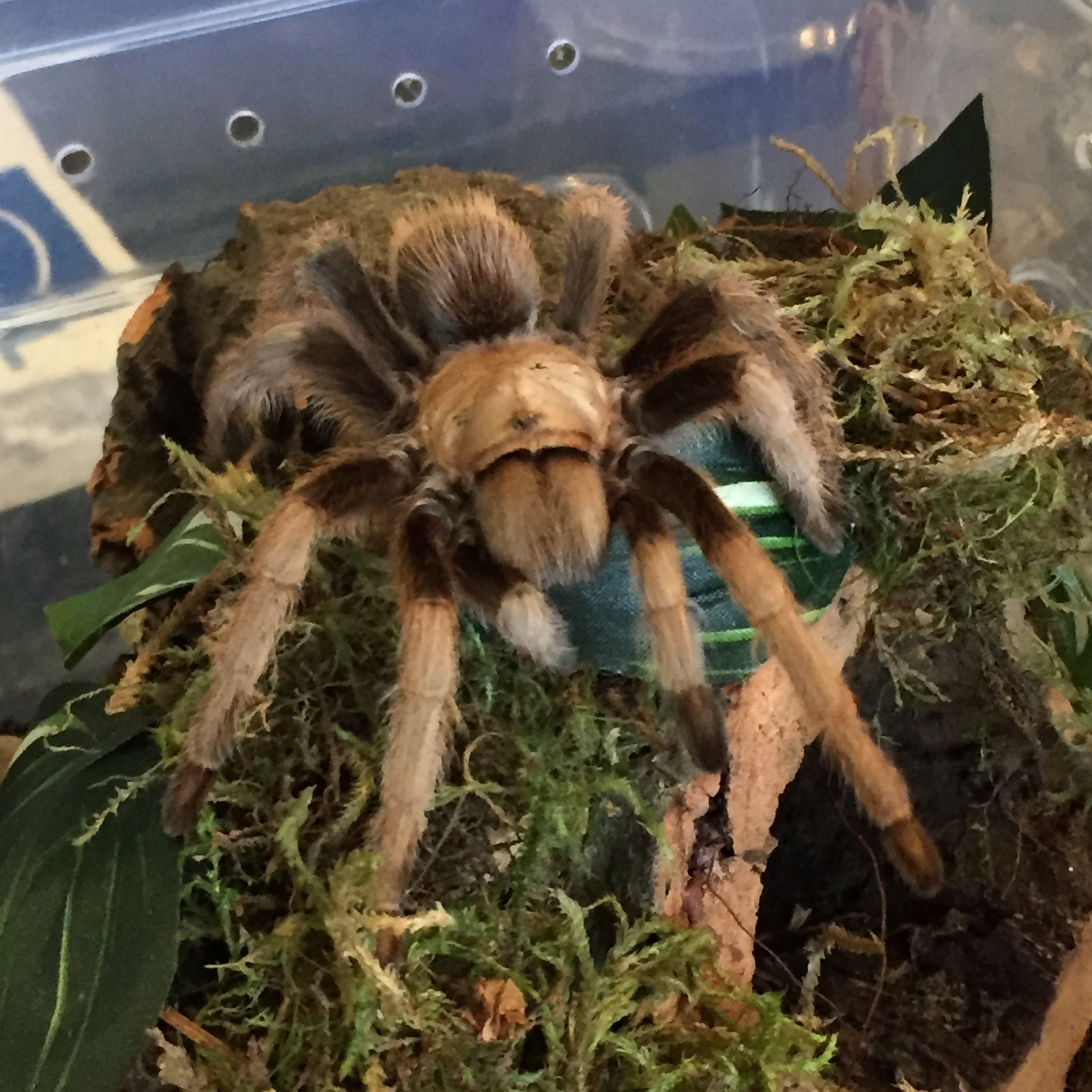 Aphonopelma chalcodes (Arizona Blond) | Tarantula Forum