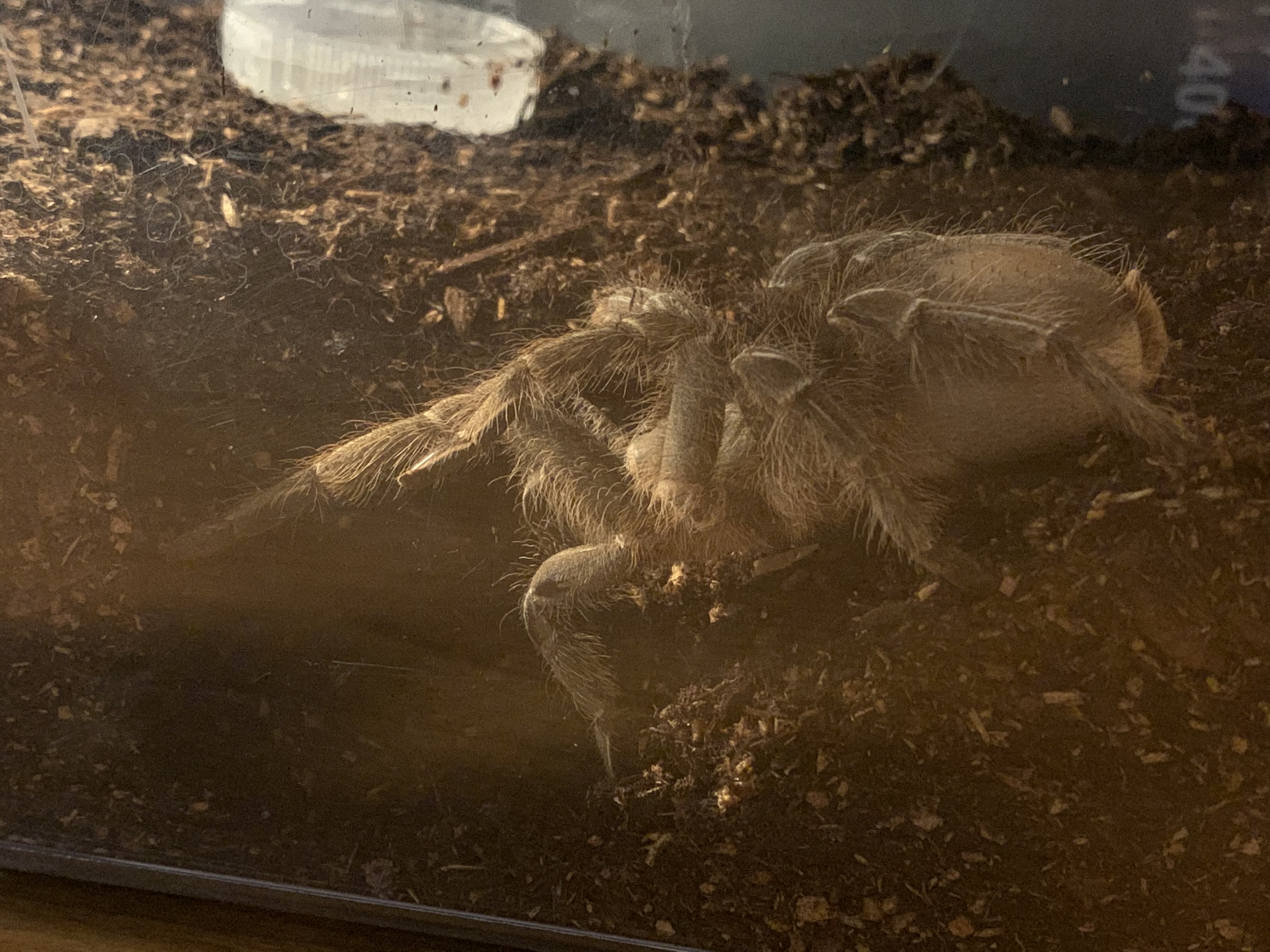 Aphonopelma seemanni | Tarantula Forum