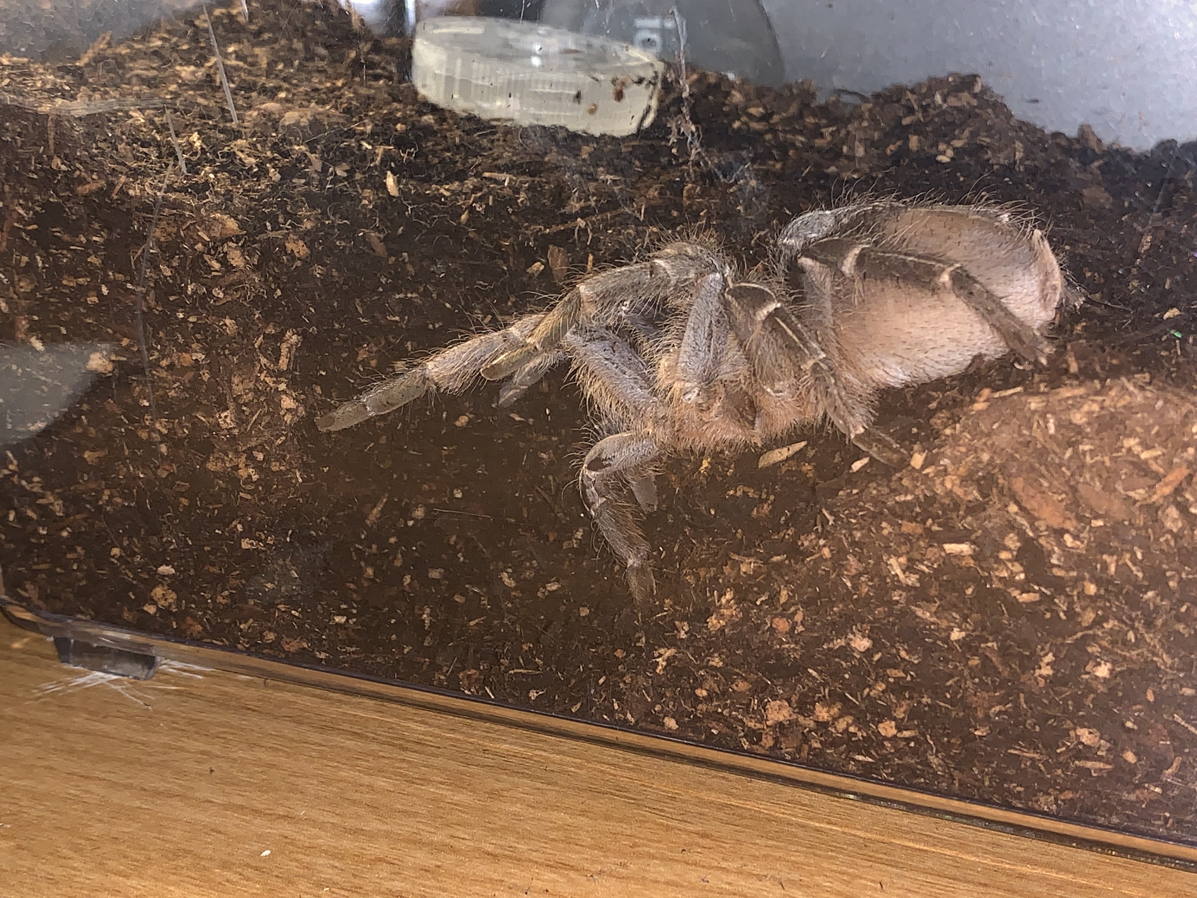 Aphonopelma seemanni | Tarantula Forum