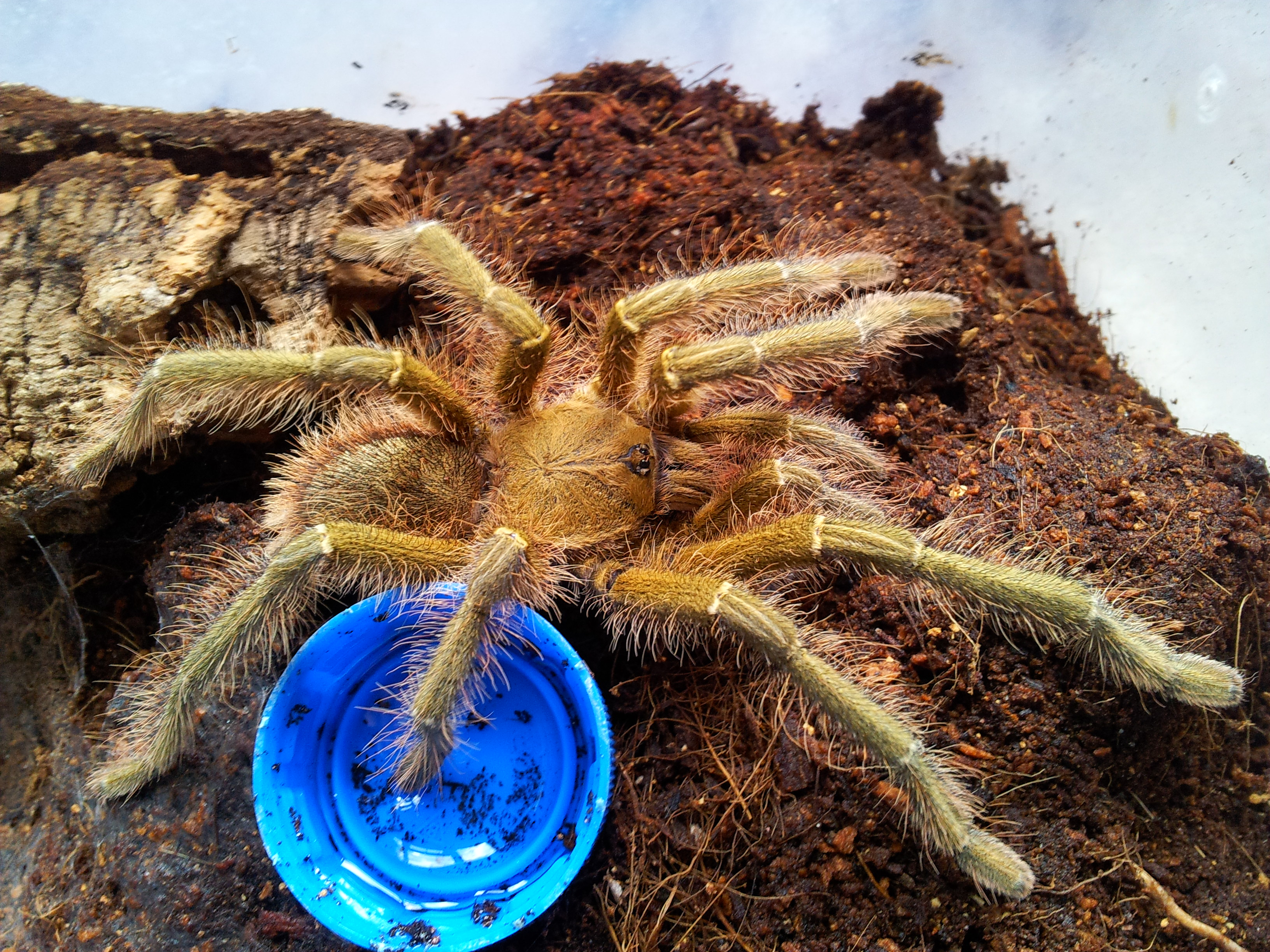 Asia...... MM Omothymus schioedtei | Tarantula Forum