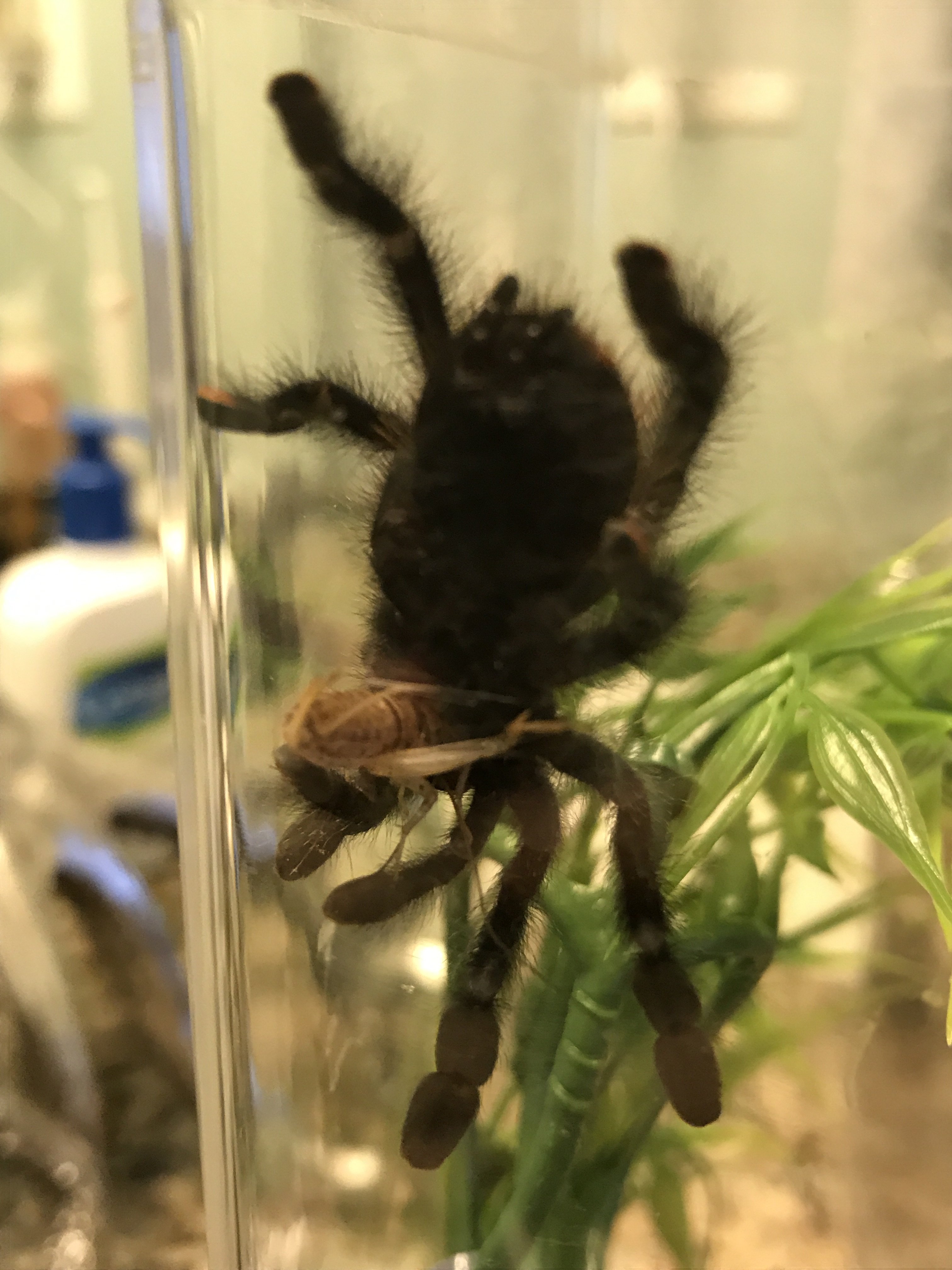 Avic avic eats | Tarantula Forum