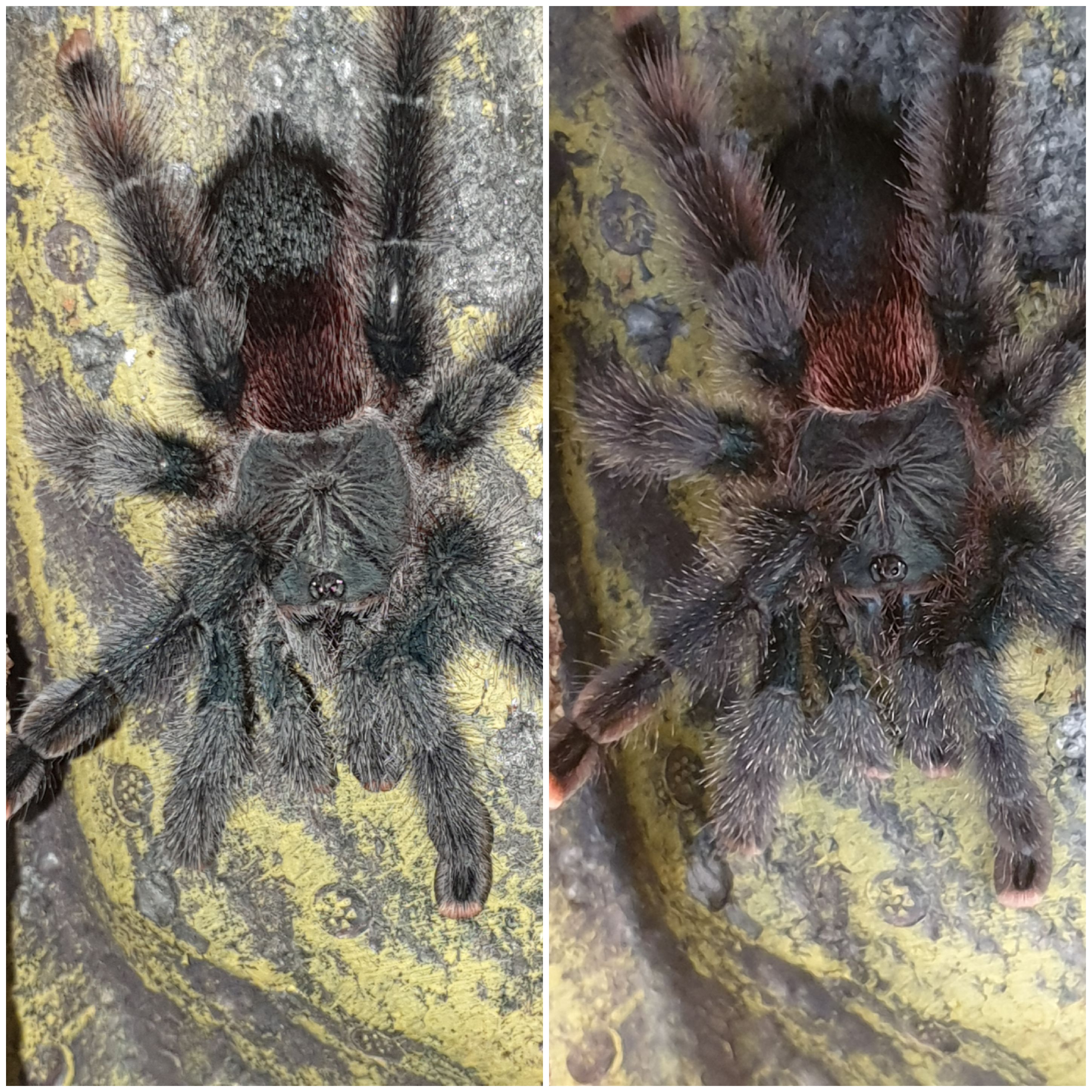 Avic avic (with and without flash) | Tarantula Forum