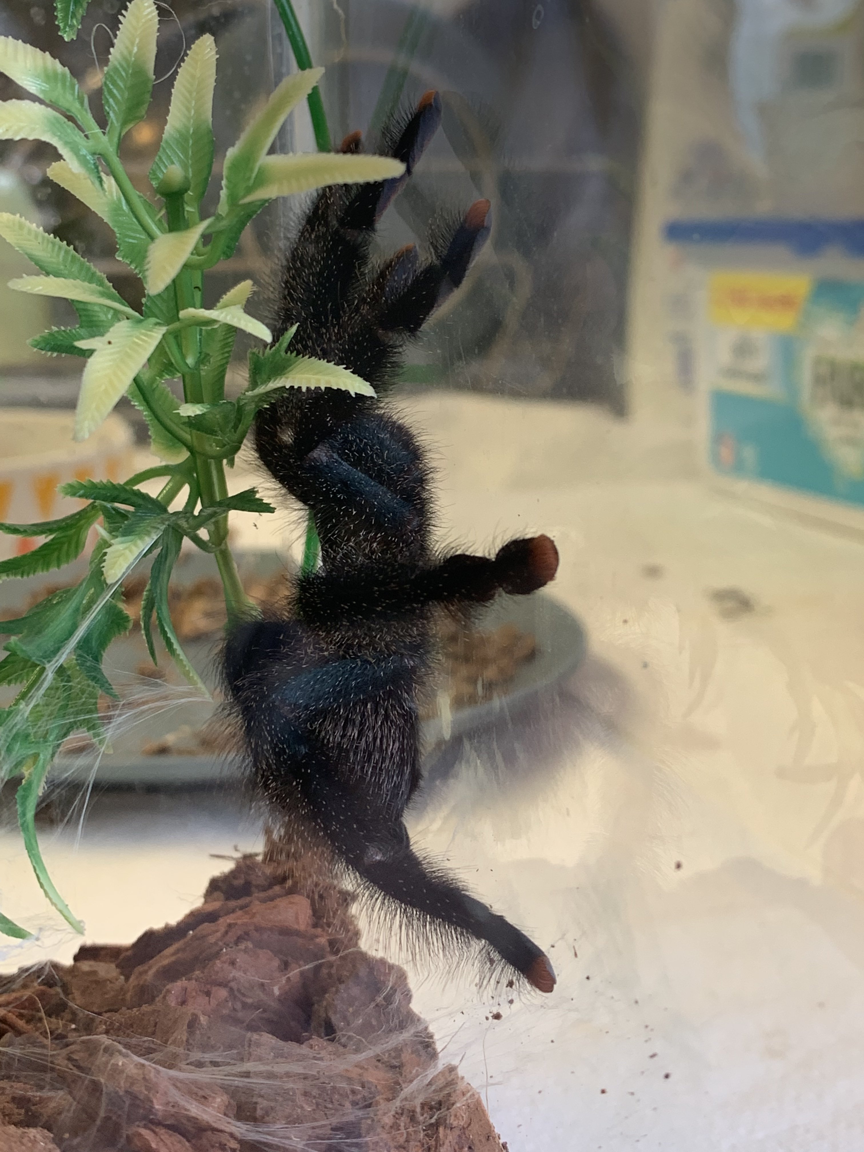 Avic avic | Tarantula Forum