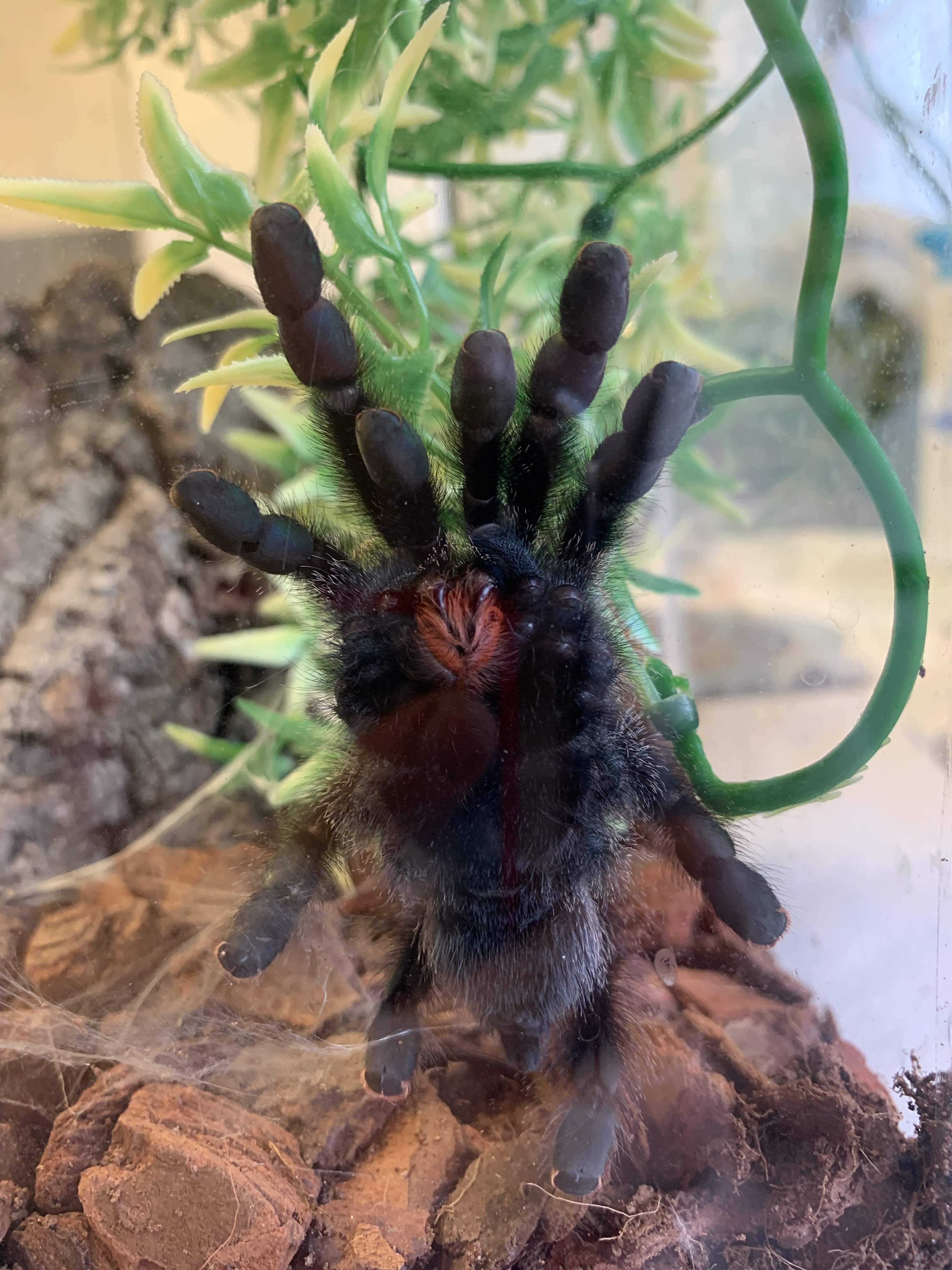 Avic avic | Tarantula Forum