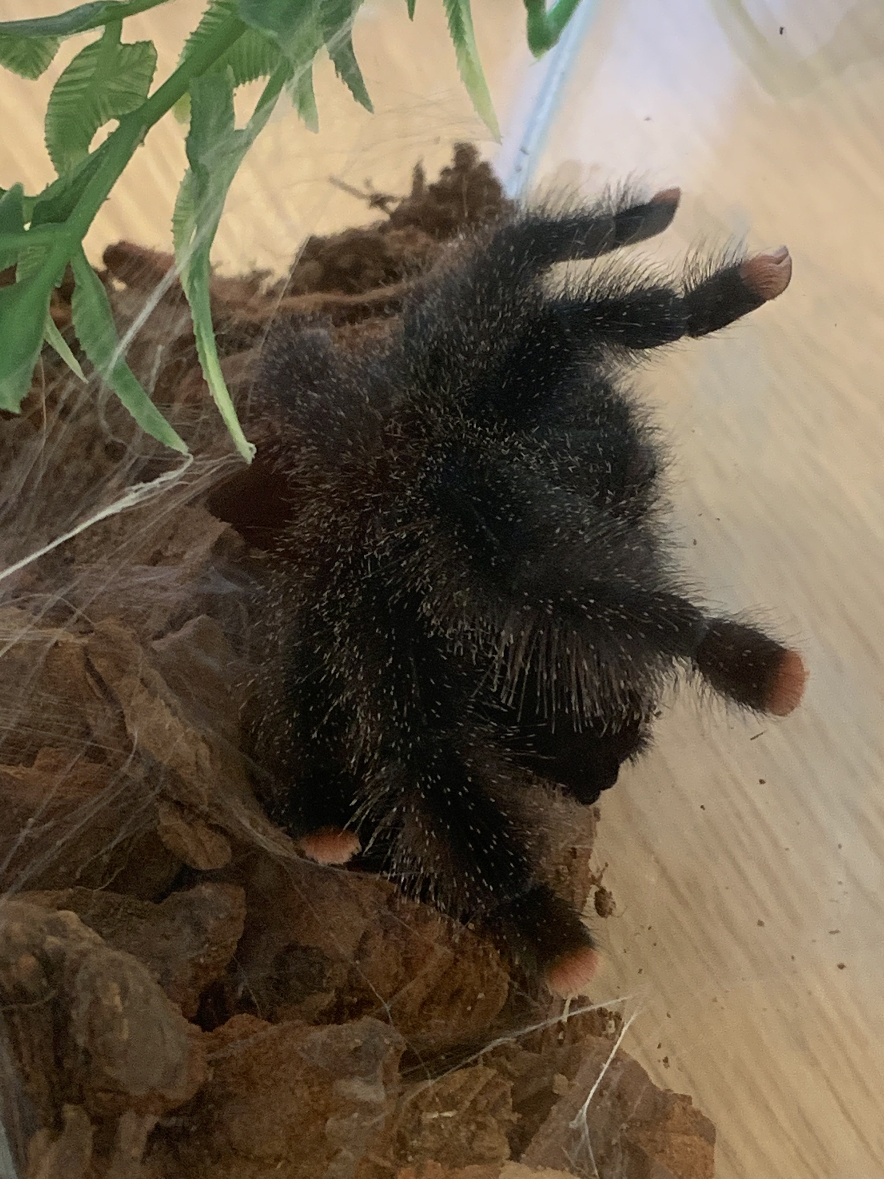 Avic avic | Tarantula Forum