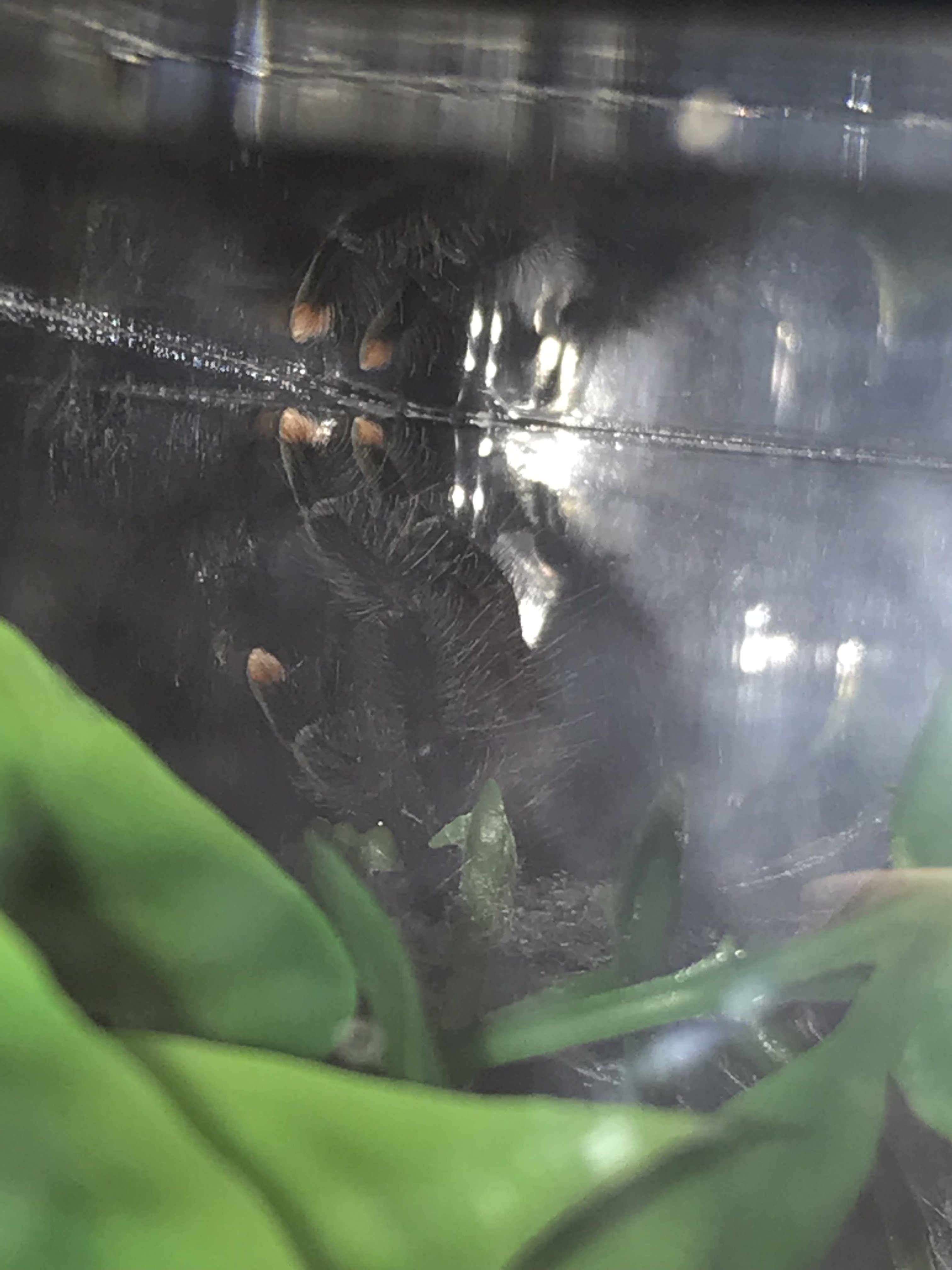 Avic Avic | Tarantula Forum