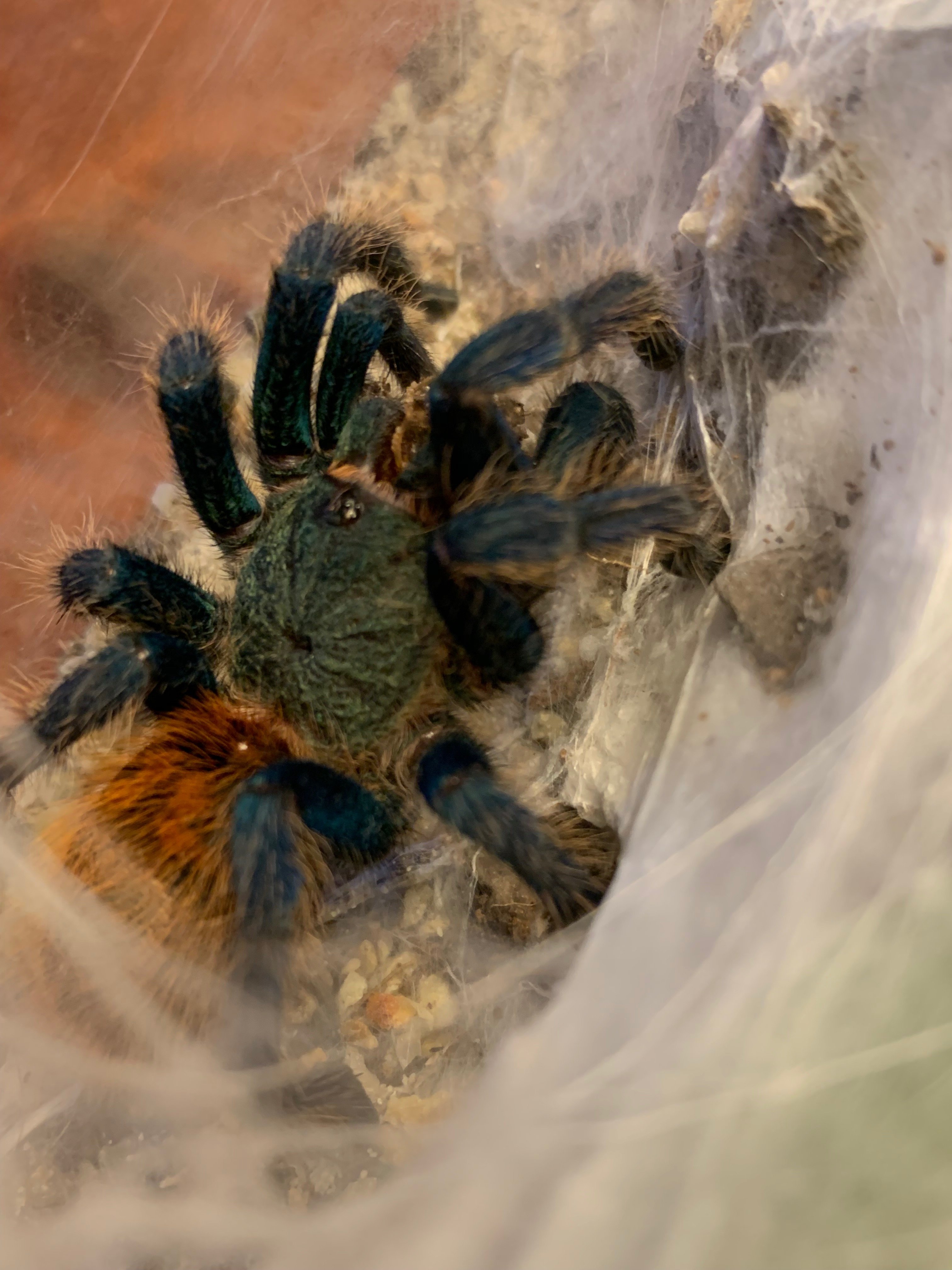 Avic Beauty, OBT attitude | Tarantula Forum