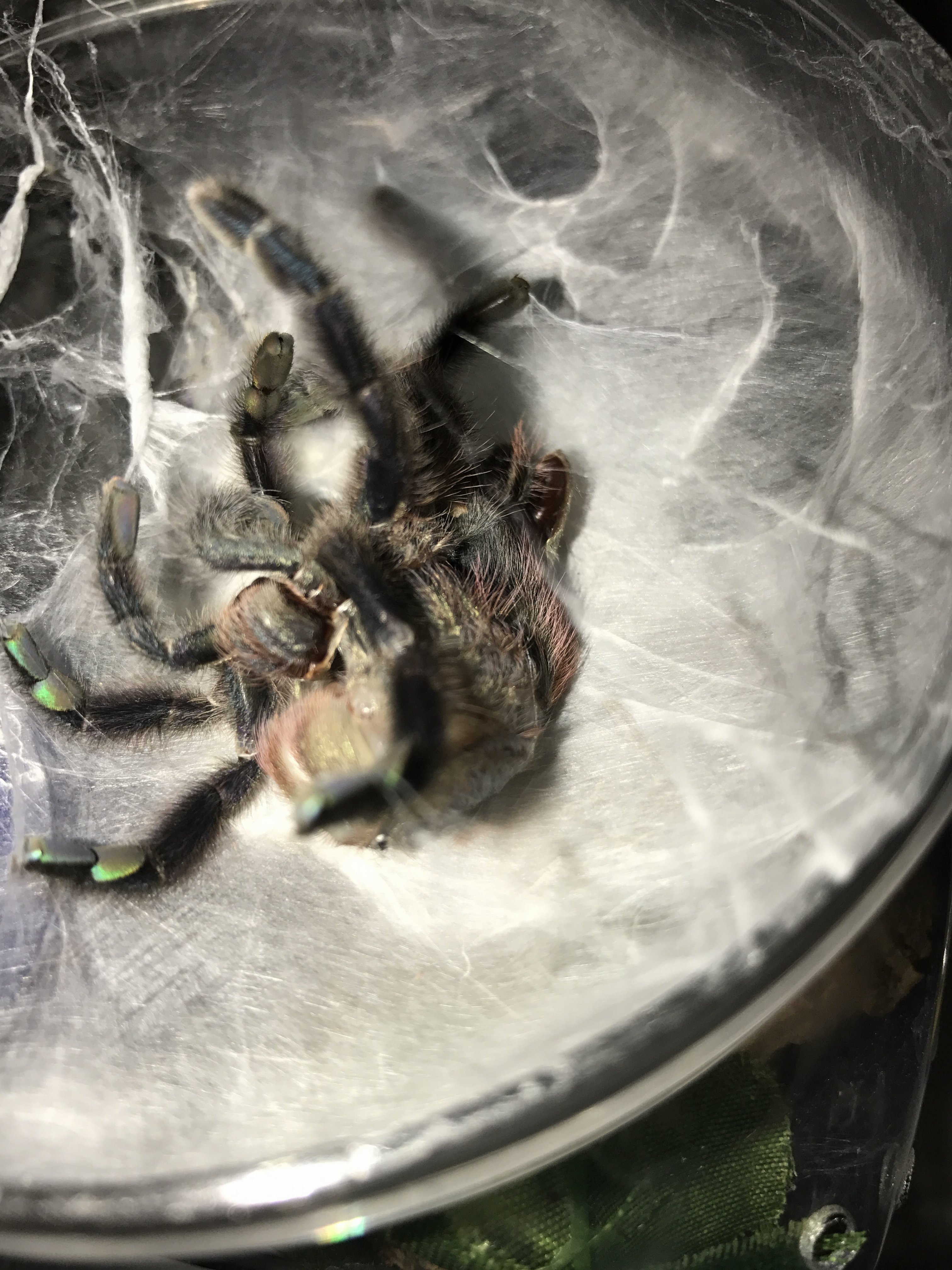 Avic versi molting | Tarantula Forum