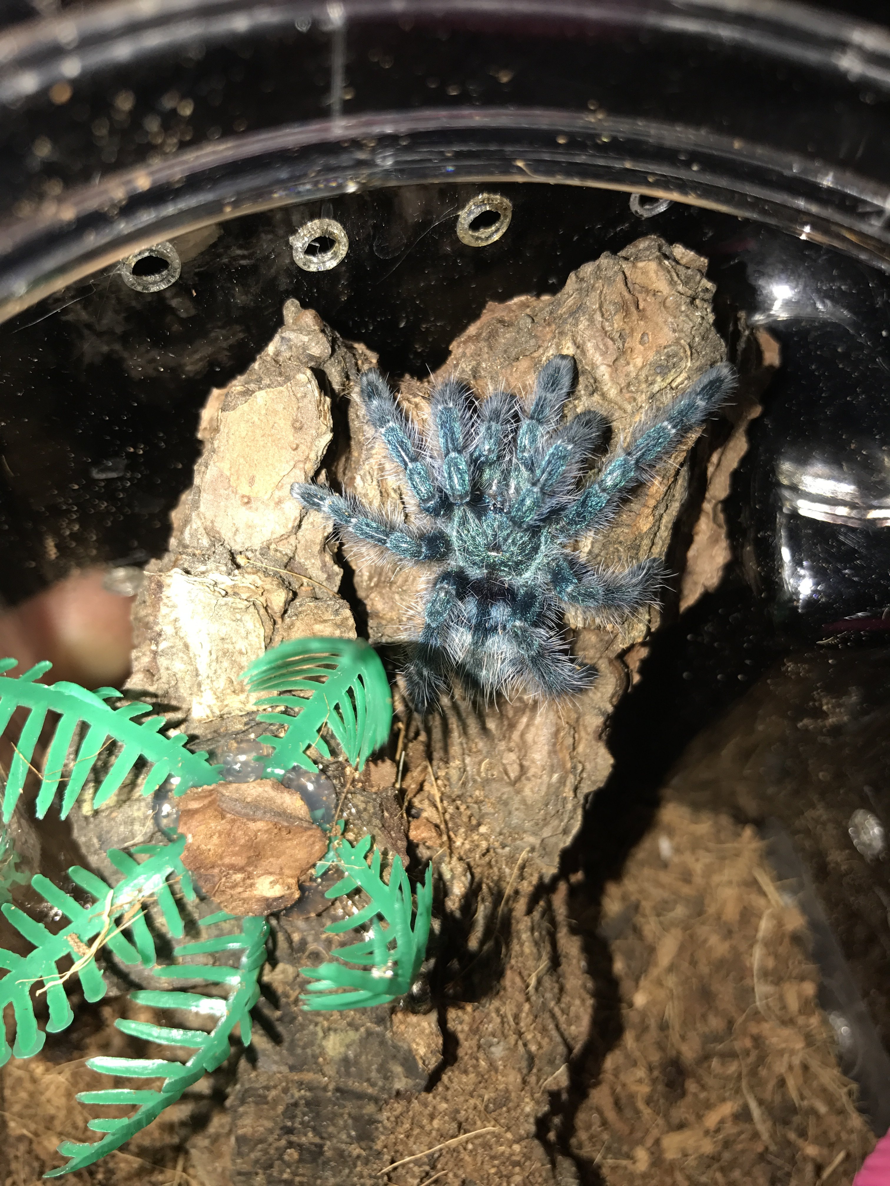 Avic versi | Tarantula Forum