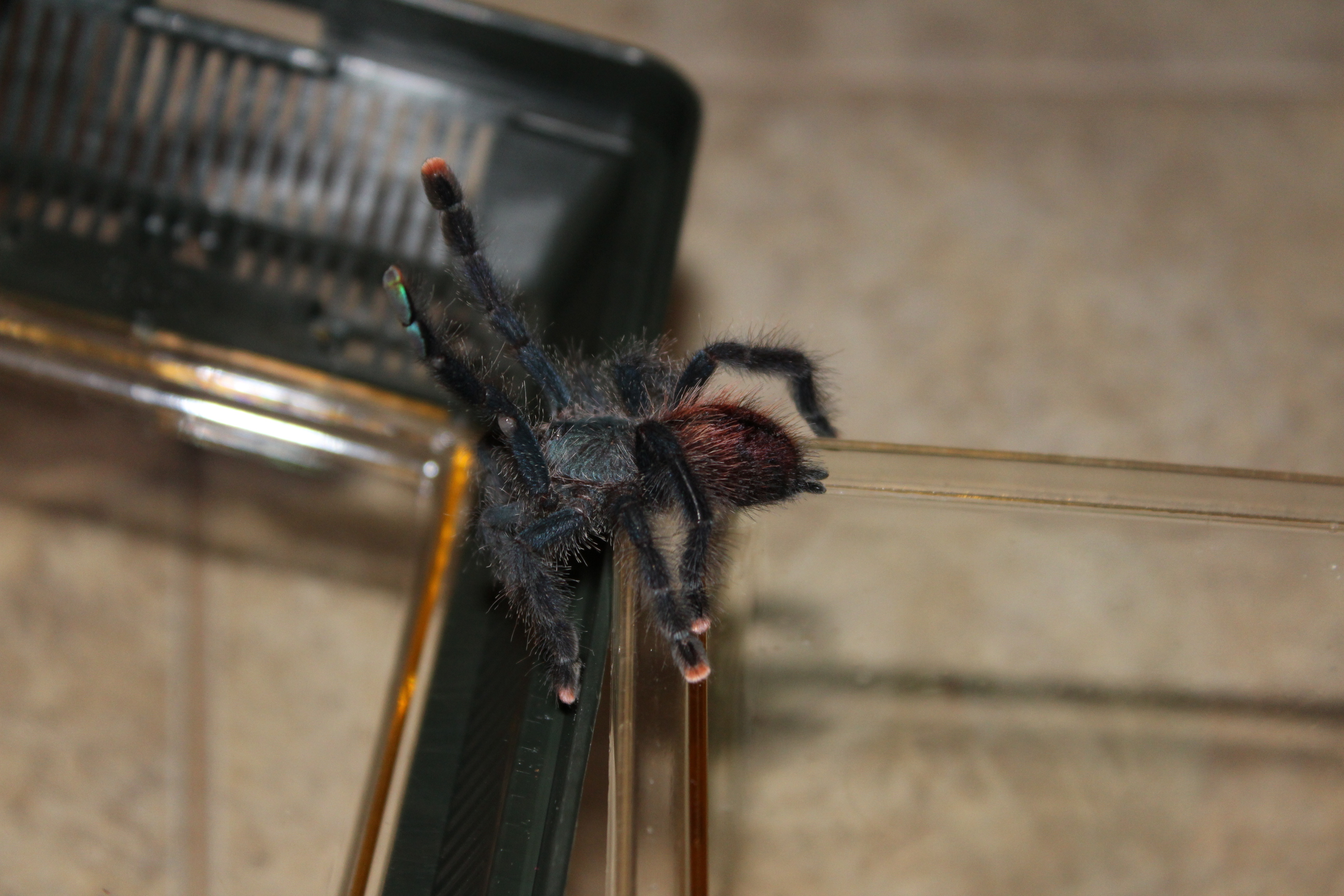Avicularia avicularia | Tarantula Forum