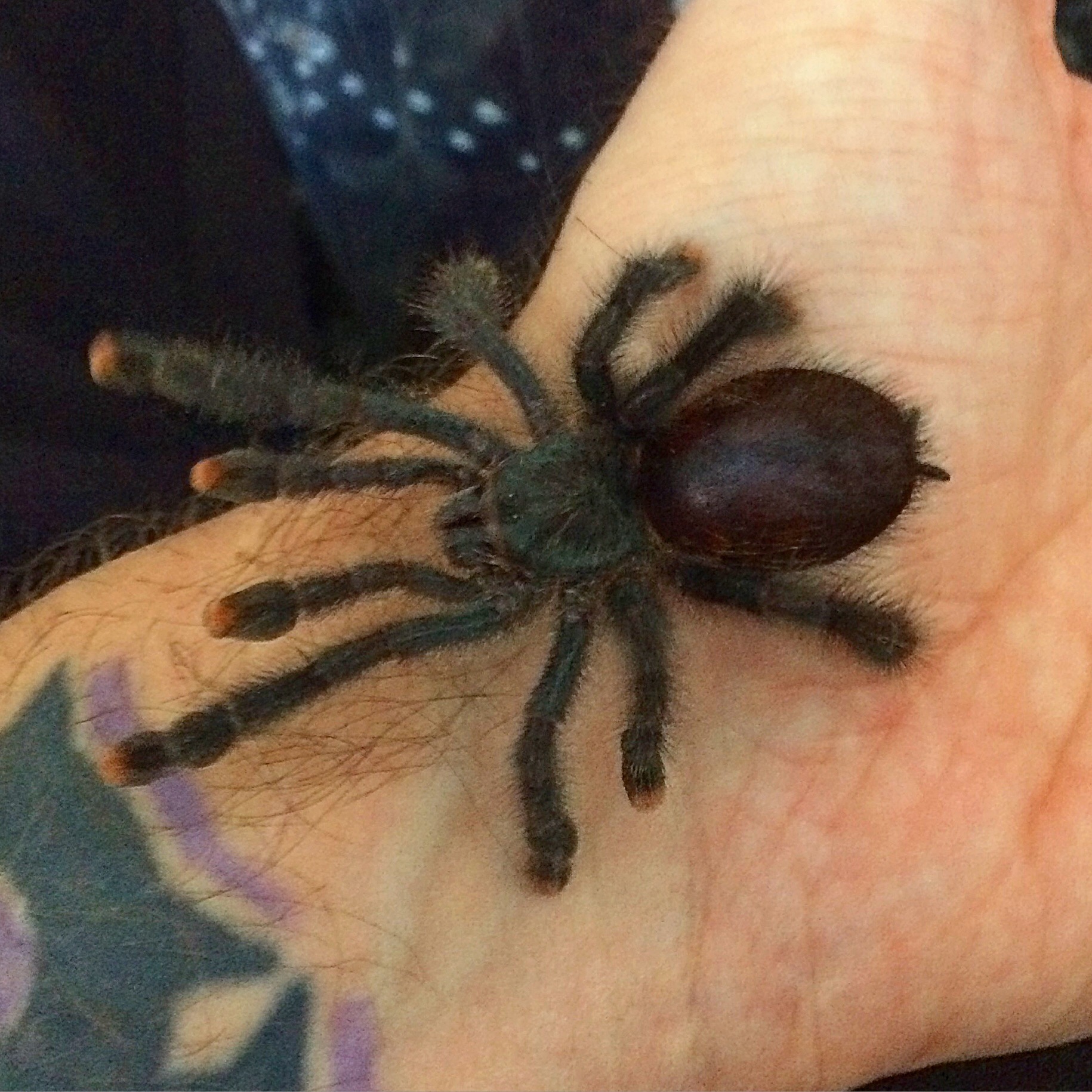 Avicularia Avicularia | Tarantula Forum