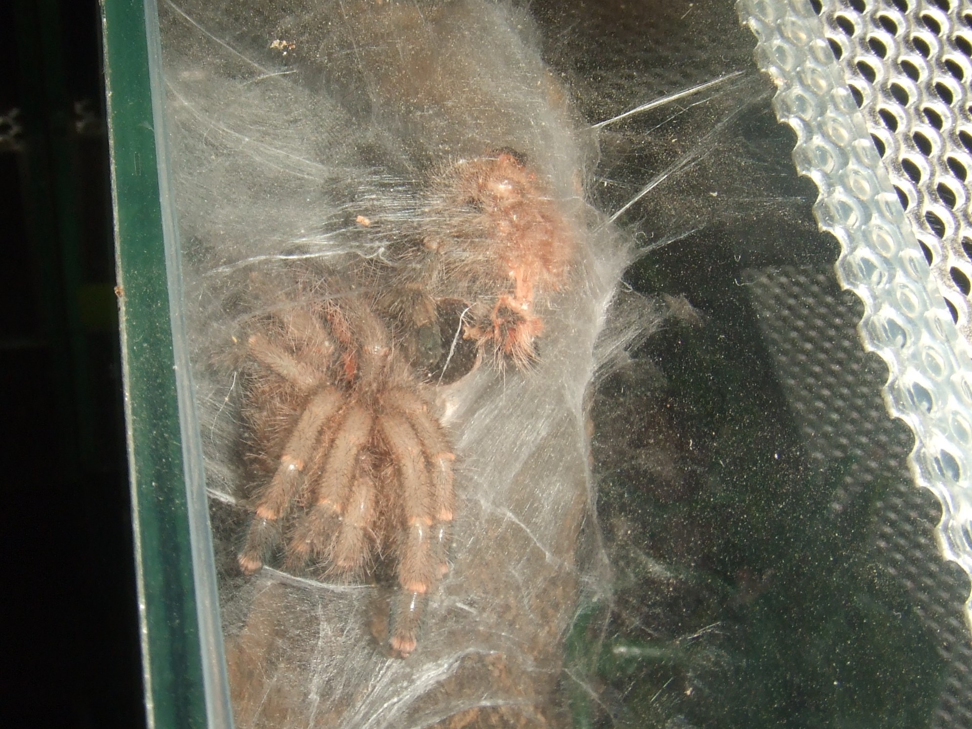 Avicularia minatrix - Autana | Tarantula Forum