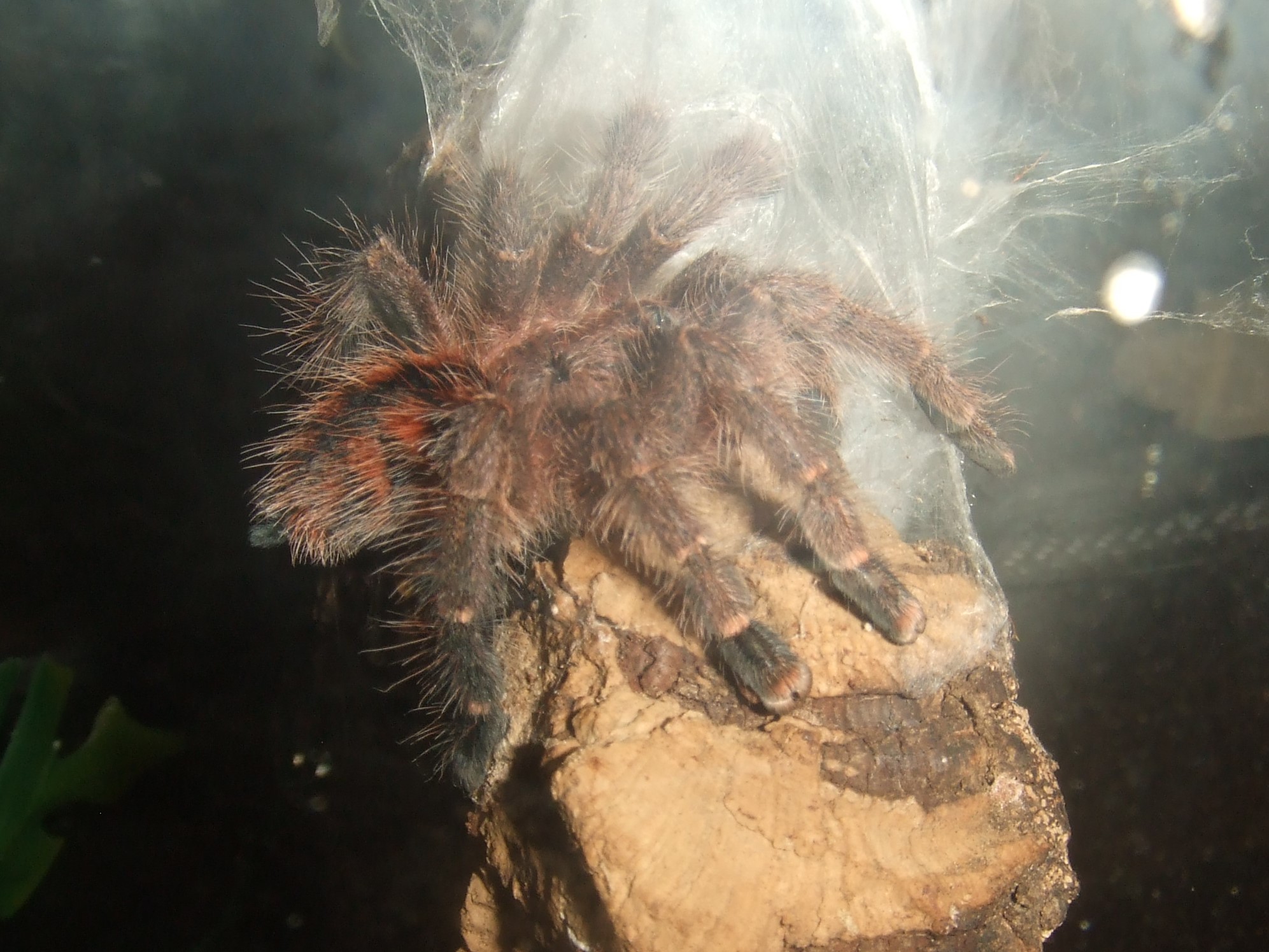 Avicularia minatrix - Autana | Tarantula Forum