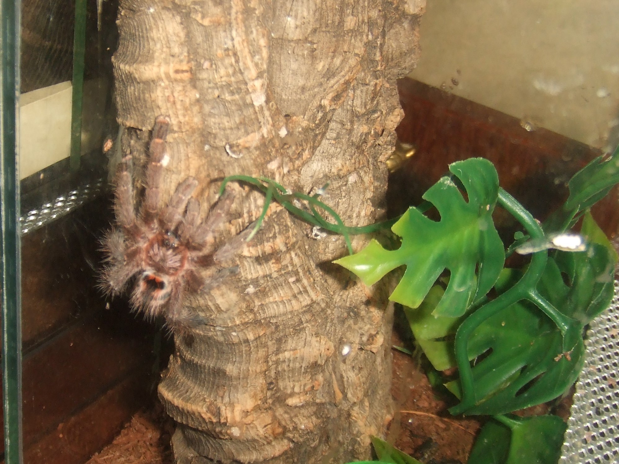 Avicularia minatrix - Autana | Tarantula Forum