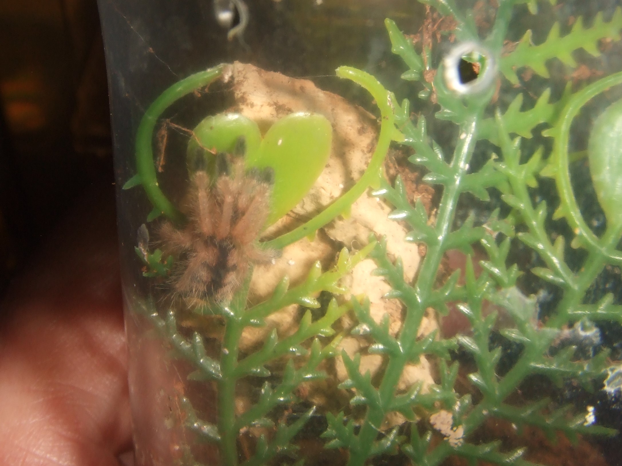 Avicularia minatrix - Pemon | Tarantula Forum