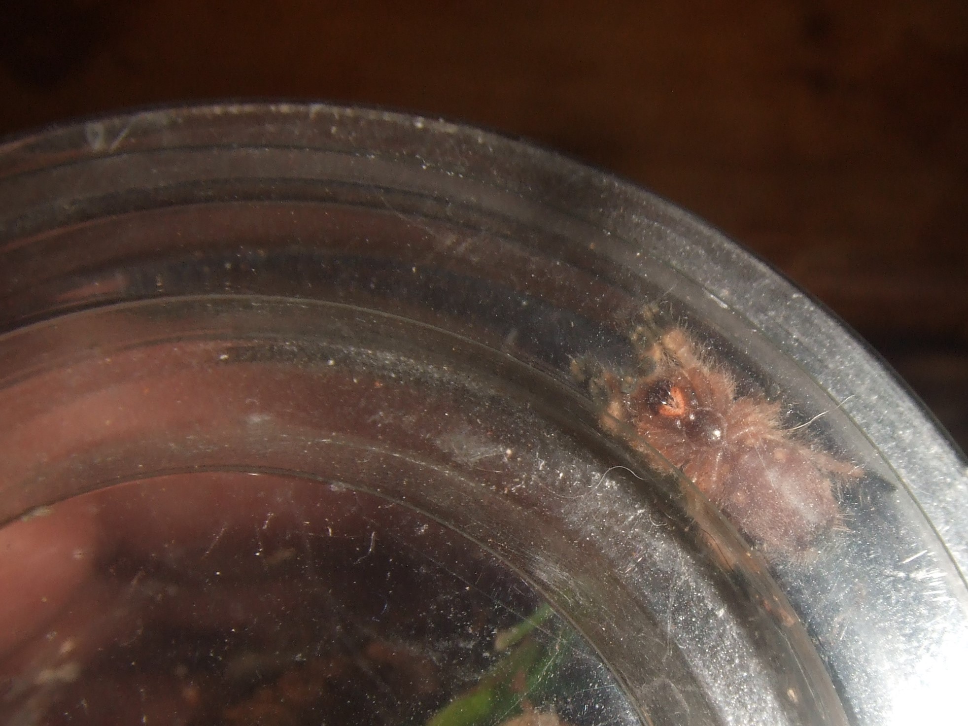 Avicularia minatrix - Pemon | Tarantula Forum