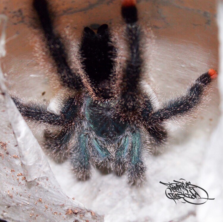 Avicularia sp. ‘kwitara’ | Tarantula Forum