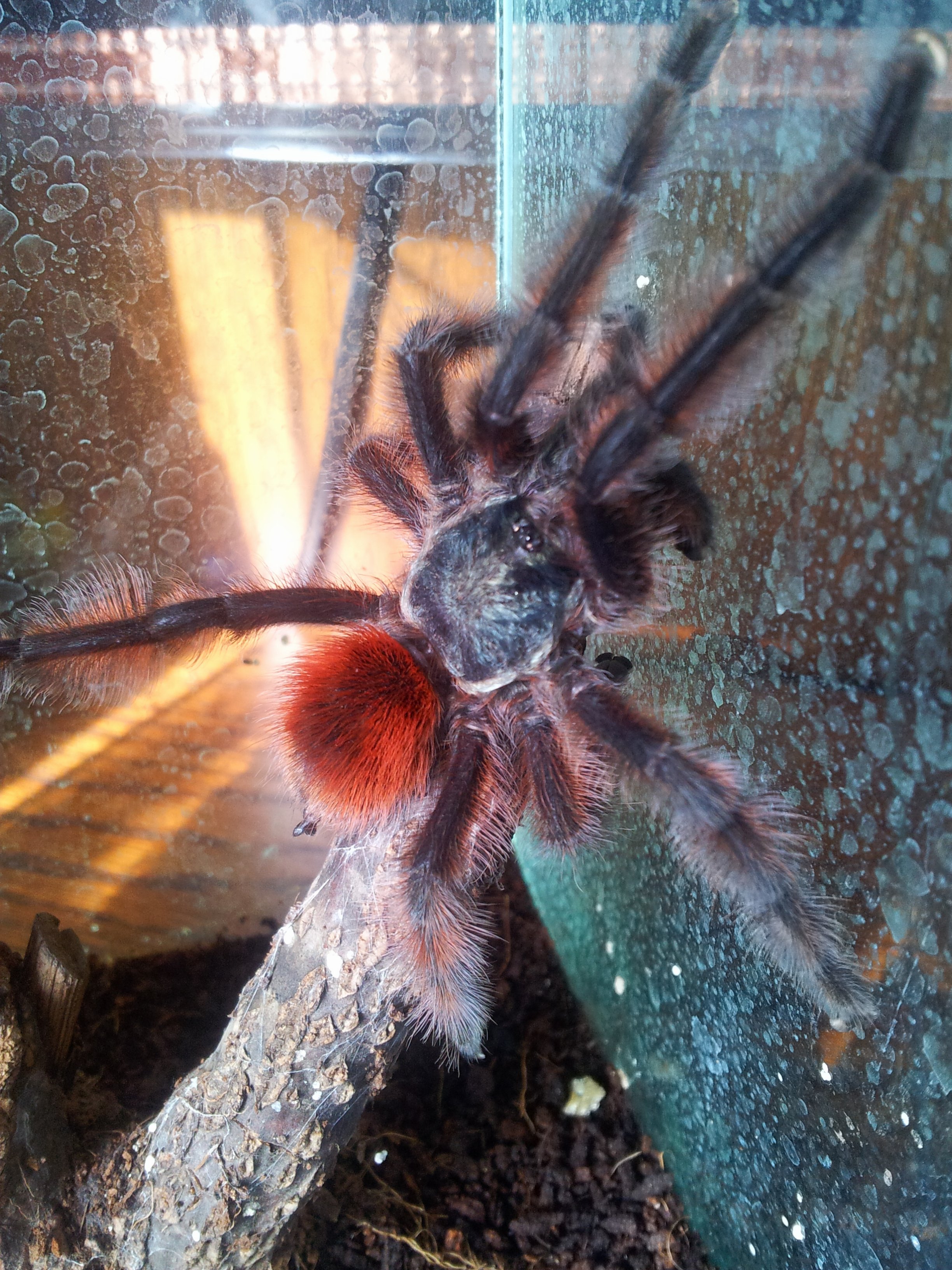 Azure.... MM .Caribena versicolor | Tarantula Forum