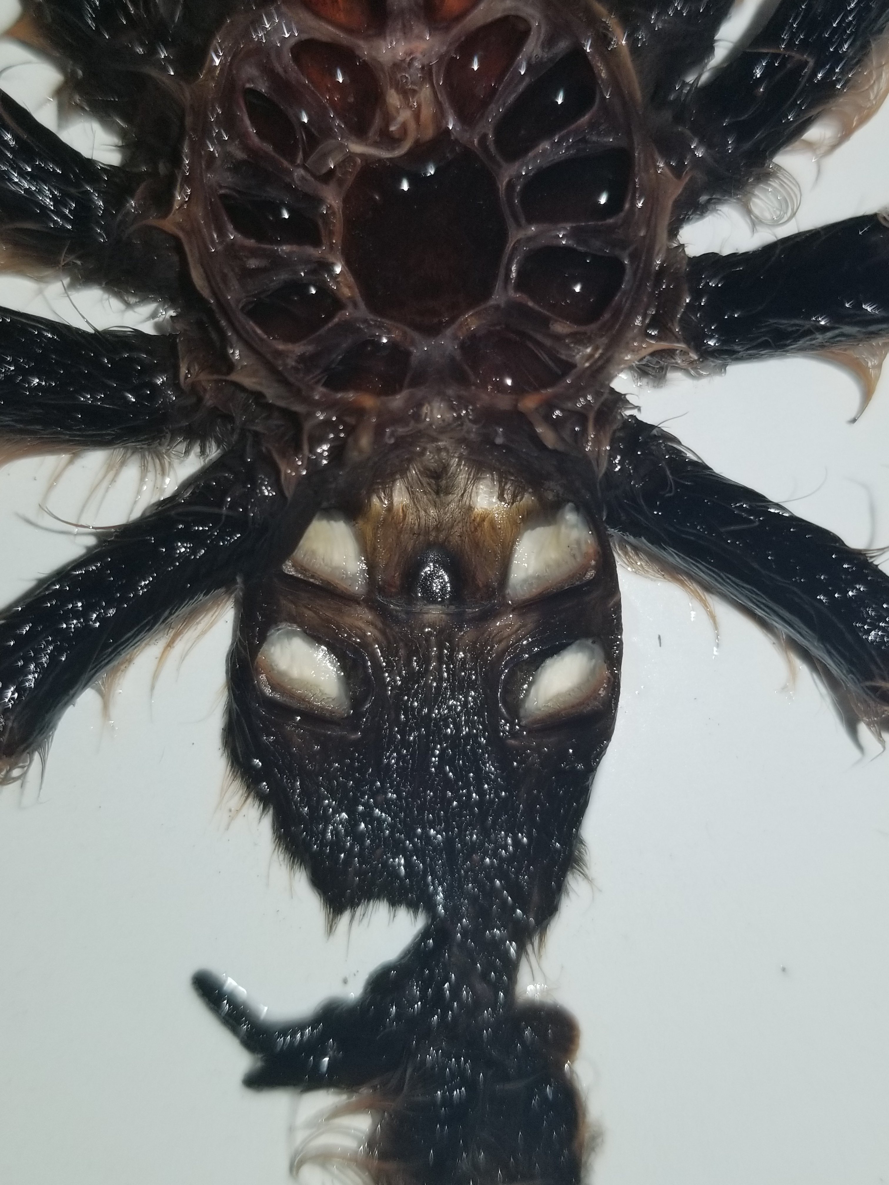 B. albo male! | Tarantula Forum