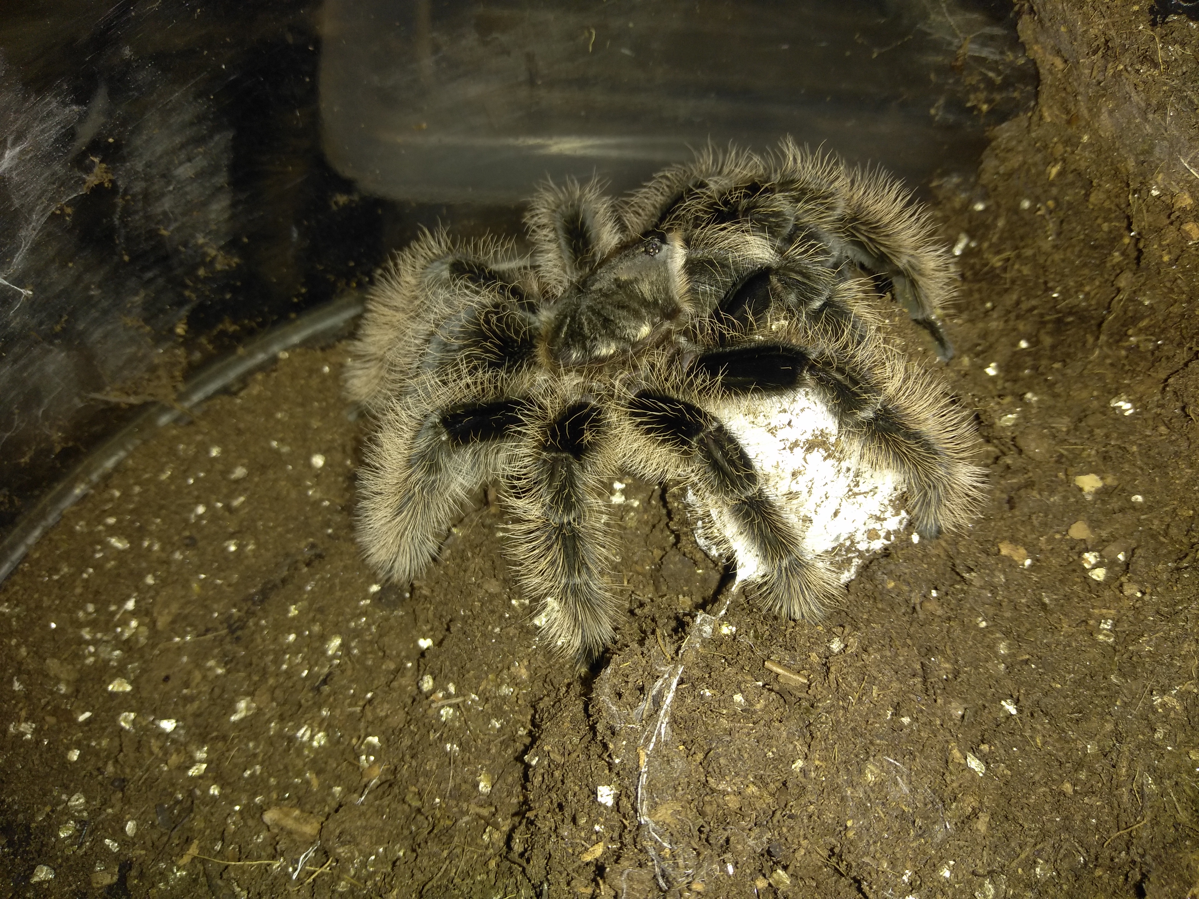US - B. albopilosum curlyhair slings | Tarantula Forum