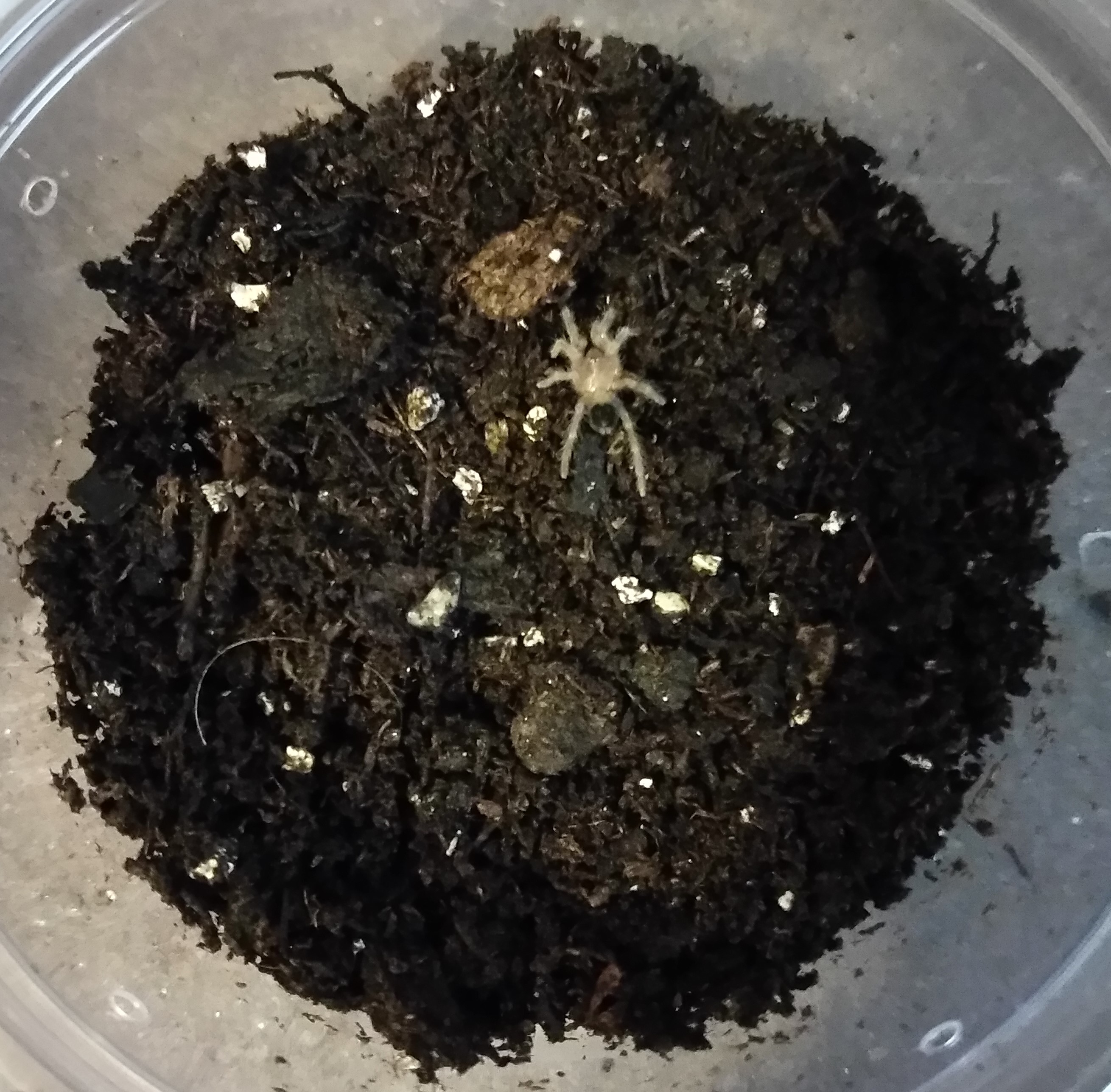 US - B. albopilosum curlyhair slings | Tarantula Forum