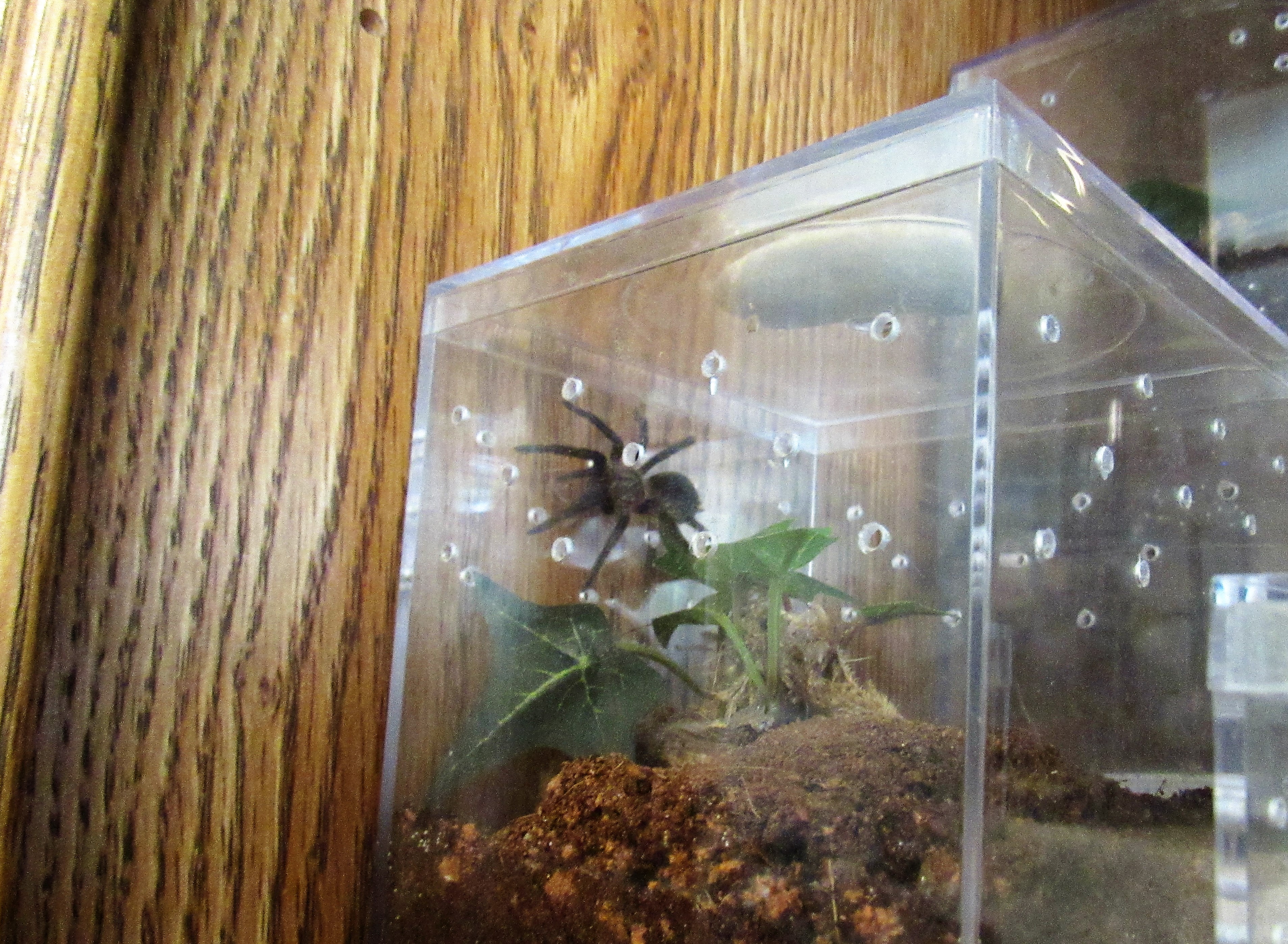 B.albo | Tarantula Forum